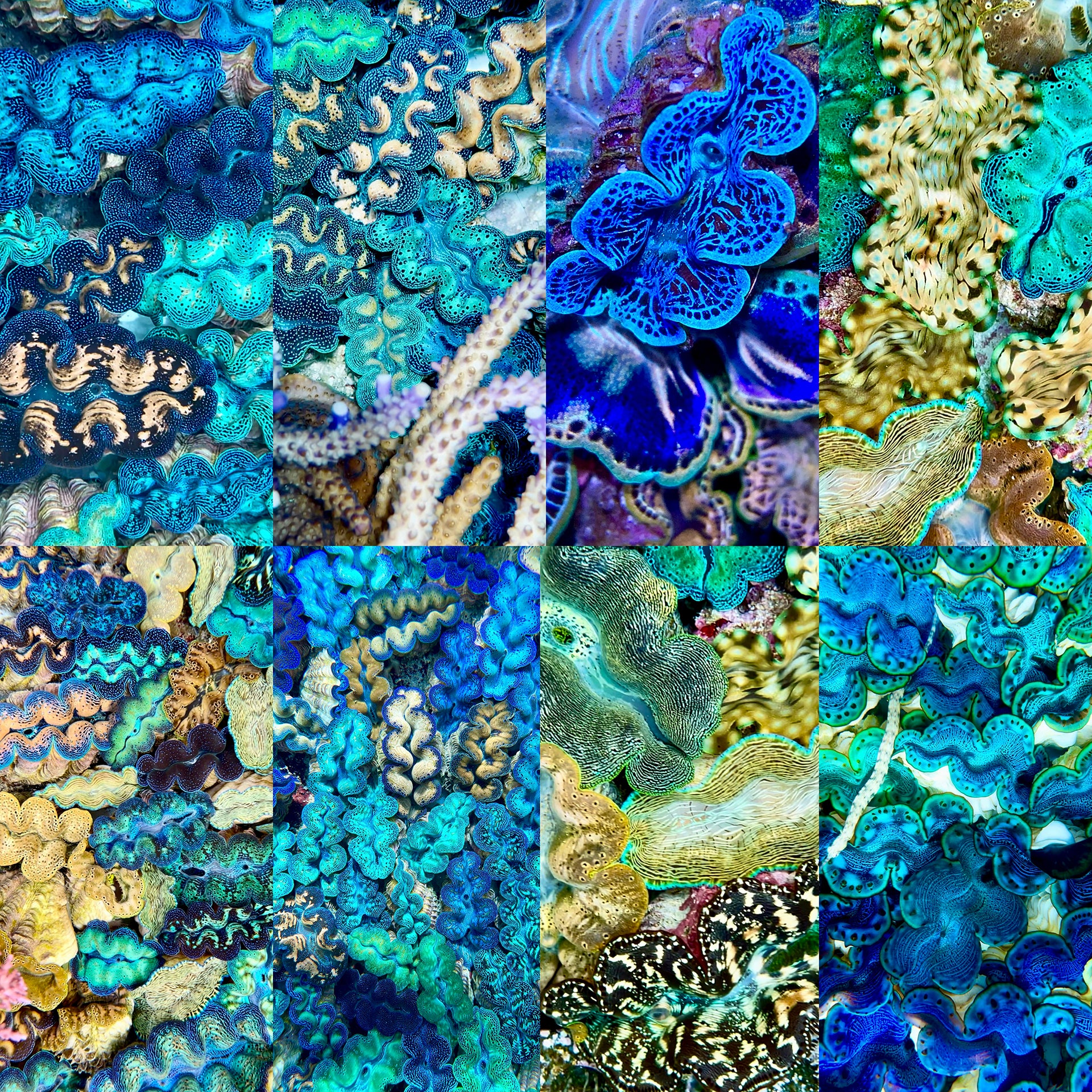 Clam Packages – Clam Mania