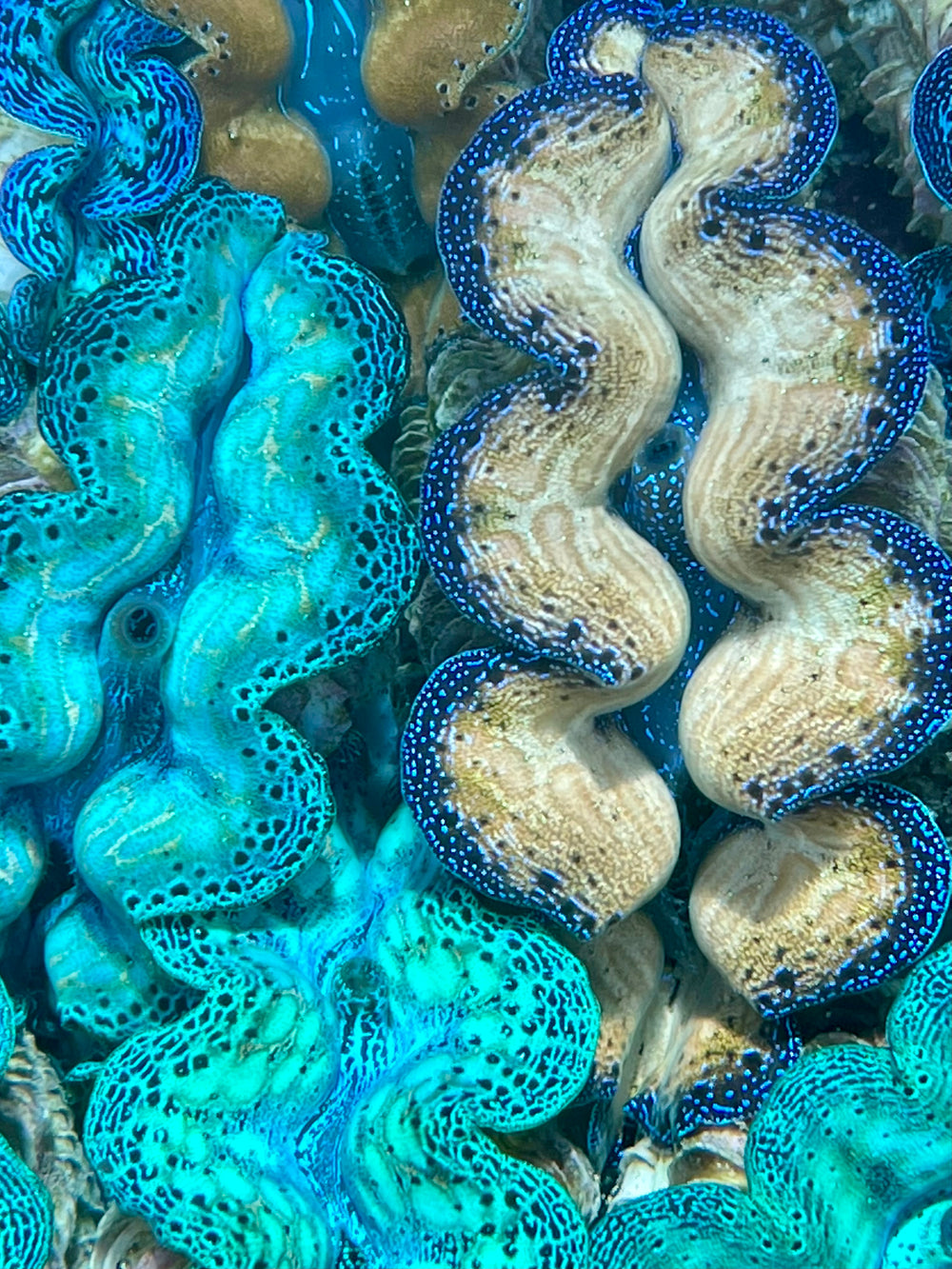 Clam Mania | Premier Source of Everything Clams