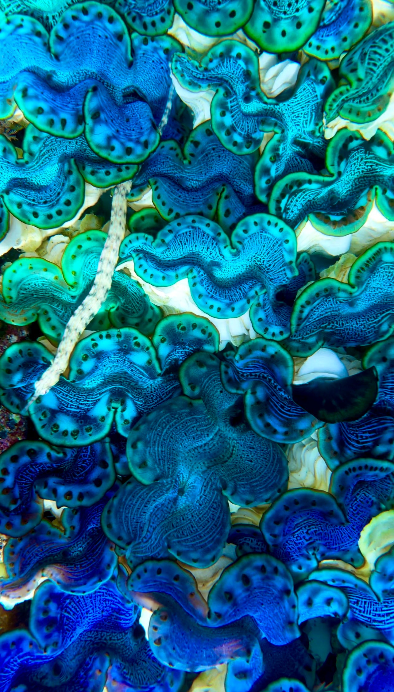 Clam Mania | Premier Source of Everything Clams