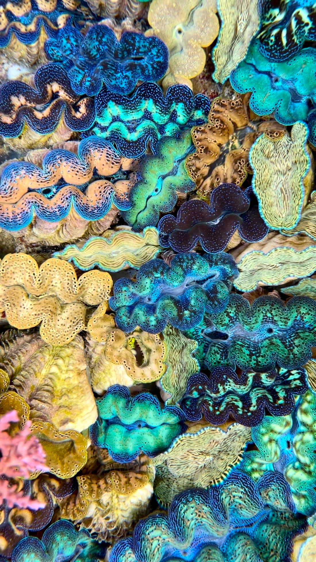 $200 Clam Package – Clam Mania