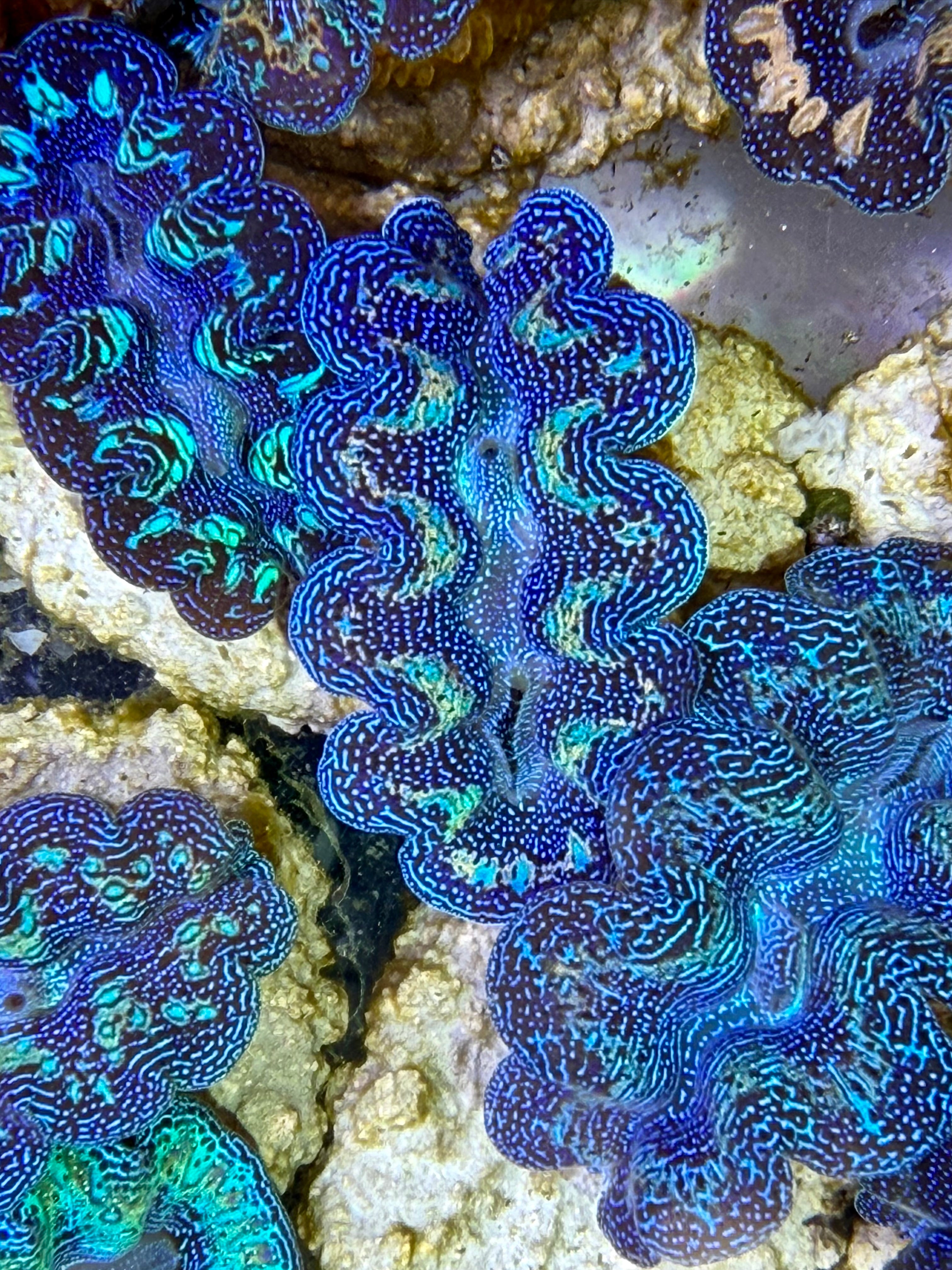 Ultra Rainbow Crocea Clam Captive Bred A – Clam Mania