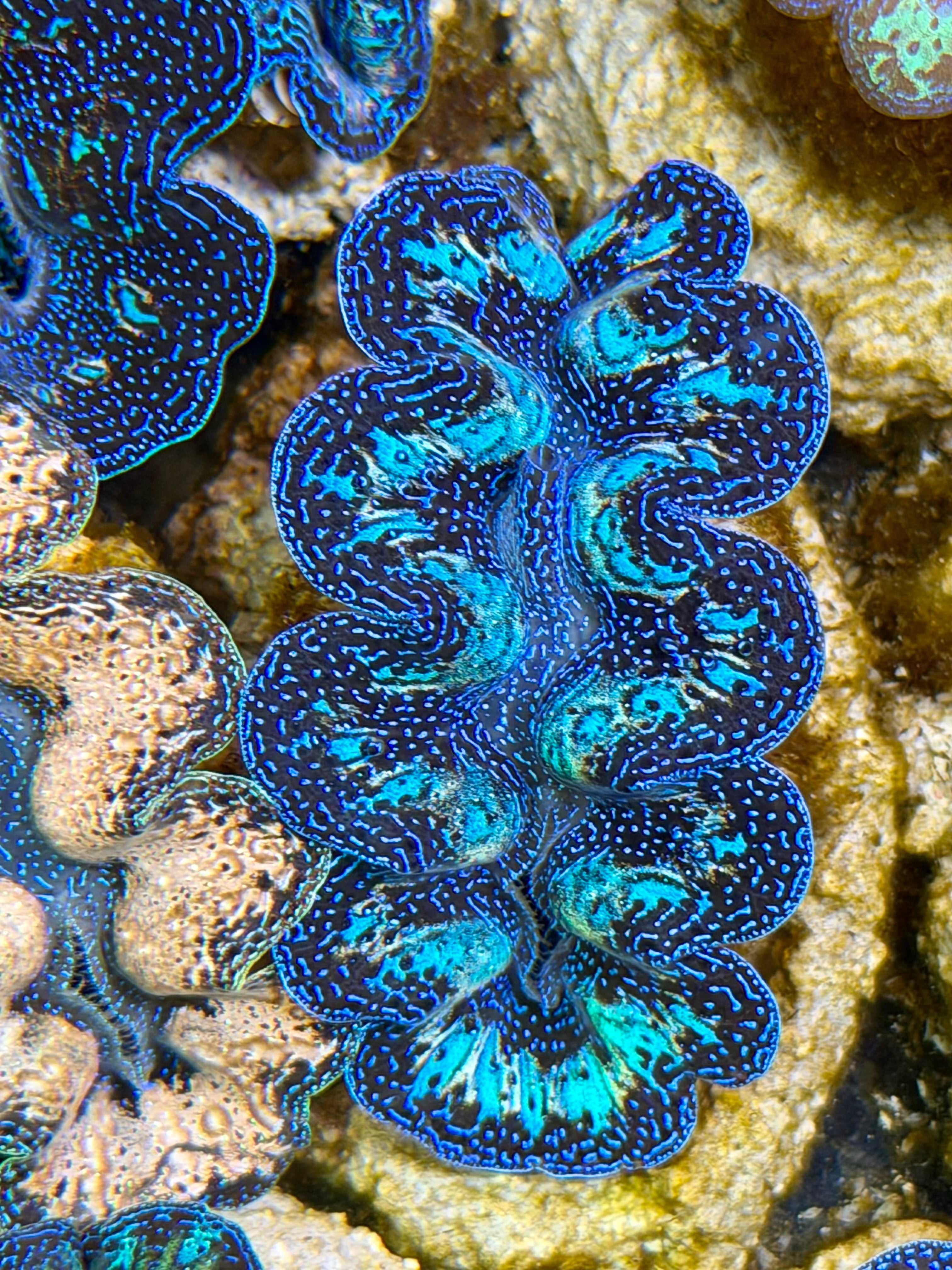 Ultra Rainbow Crocea Clam Captive Bred B – Clam Mania
