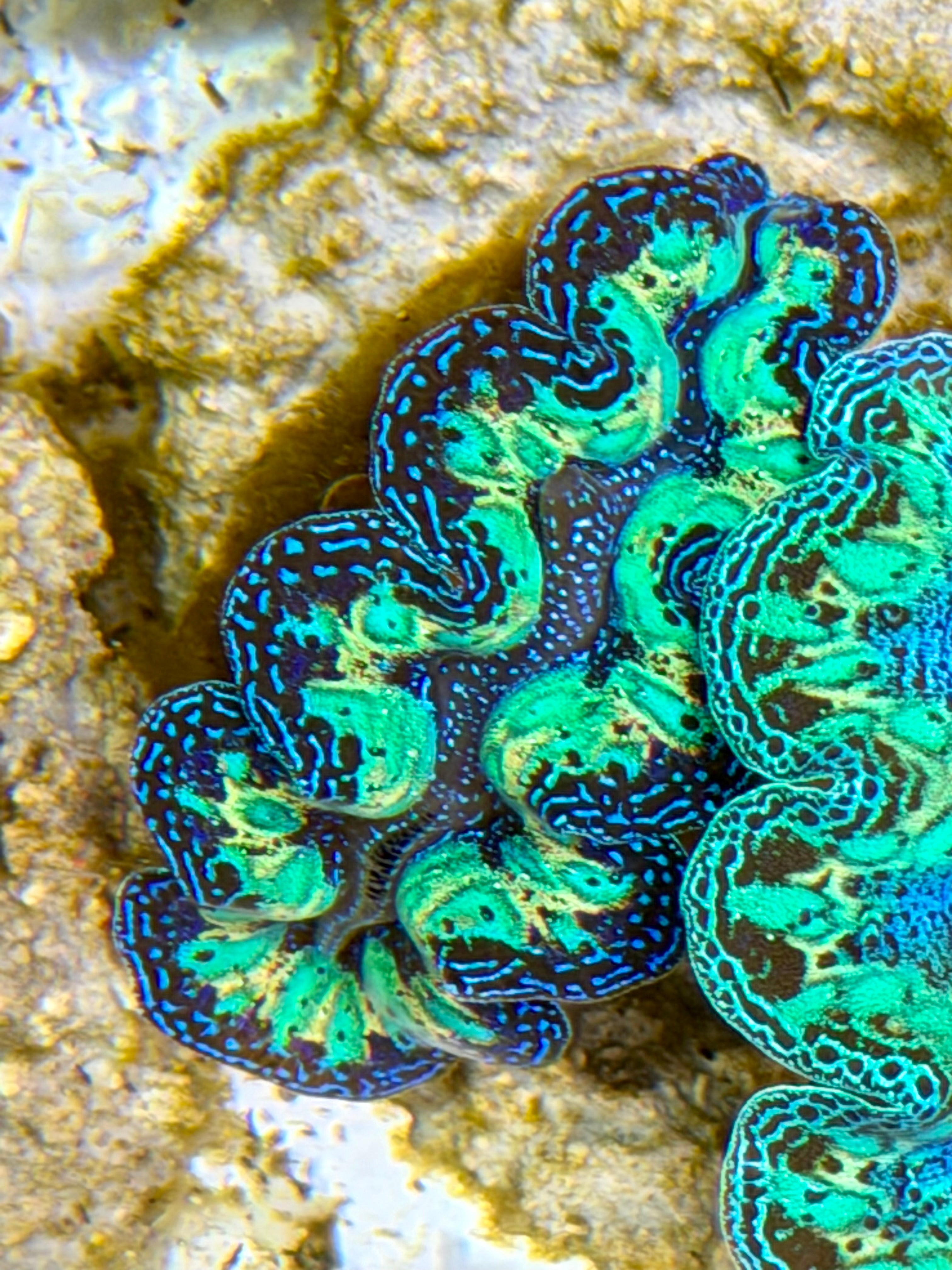 Ultra Rainbow Crocea Clam Captive Bred B – Clam Mania