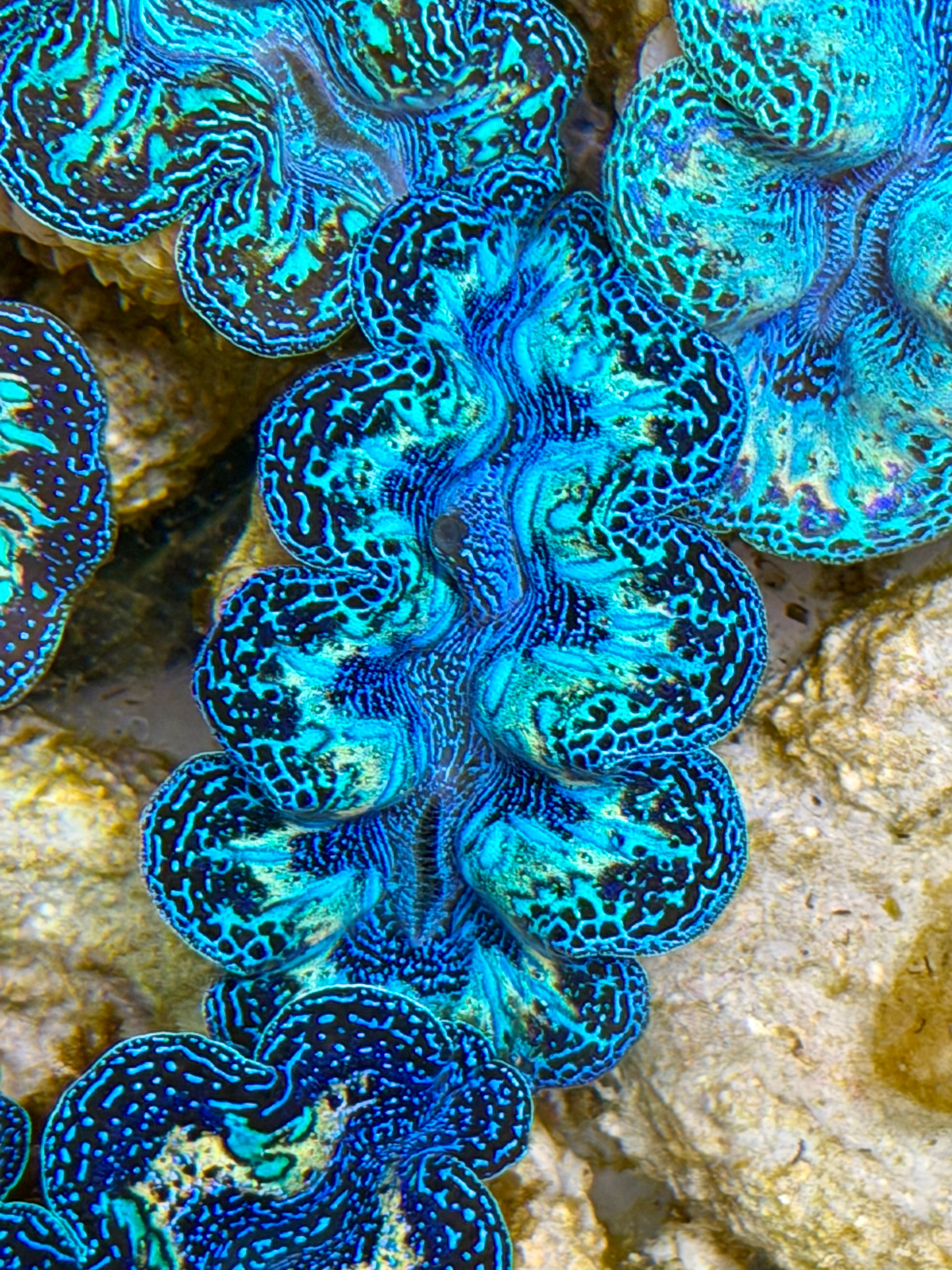 Ultra Black Rainbow Crocea Clam Captive Bred B – Clam Mania