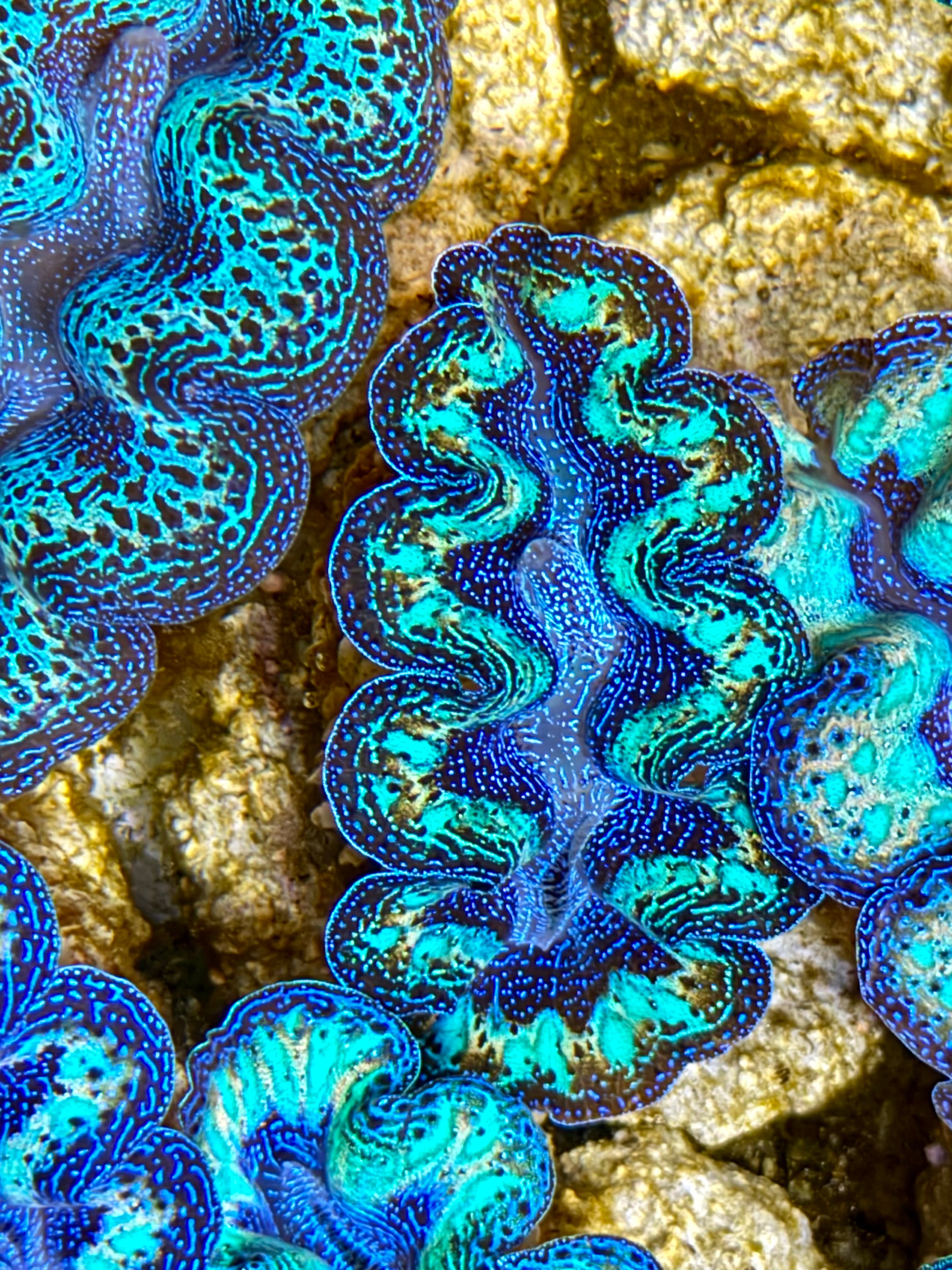 Ultra Rainbow Crocea Clam Captive Bred B – Clam Mania