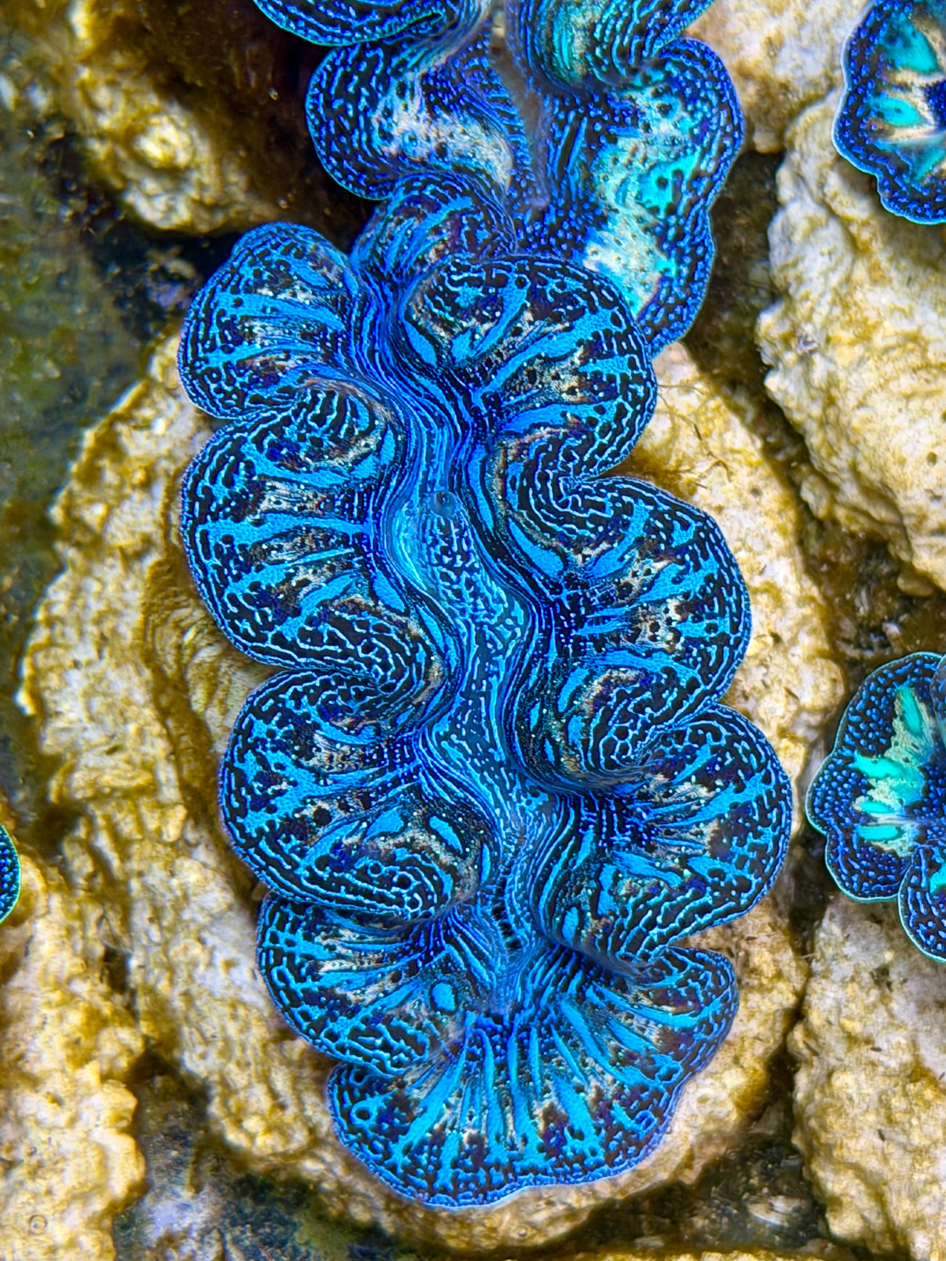Ultra Rainbow Crocea Clam Captive Bred B – Clam Mania