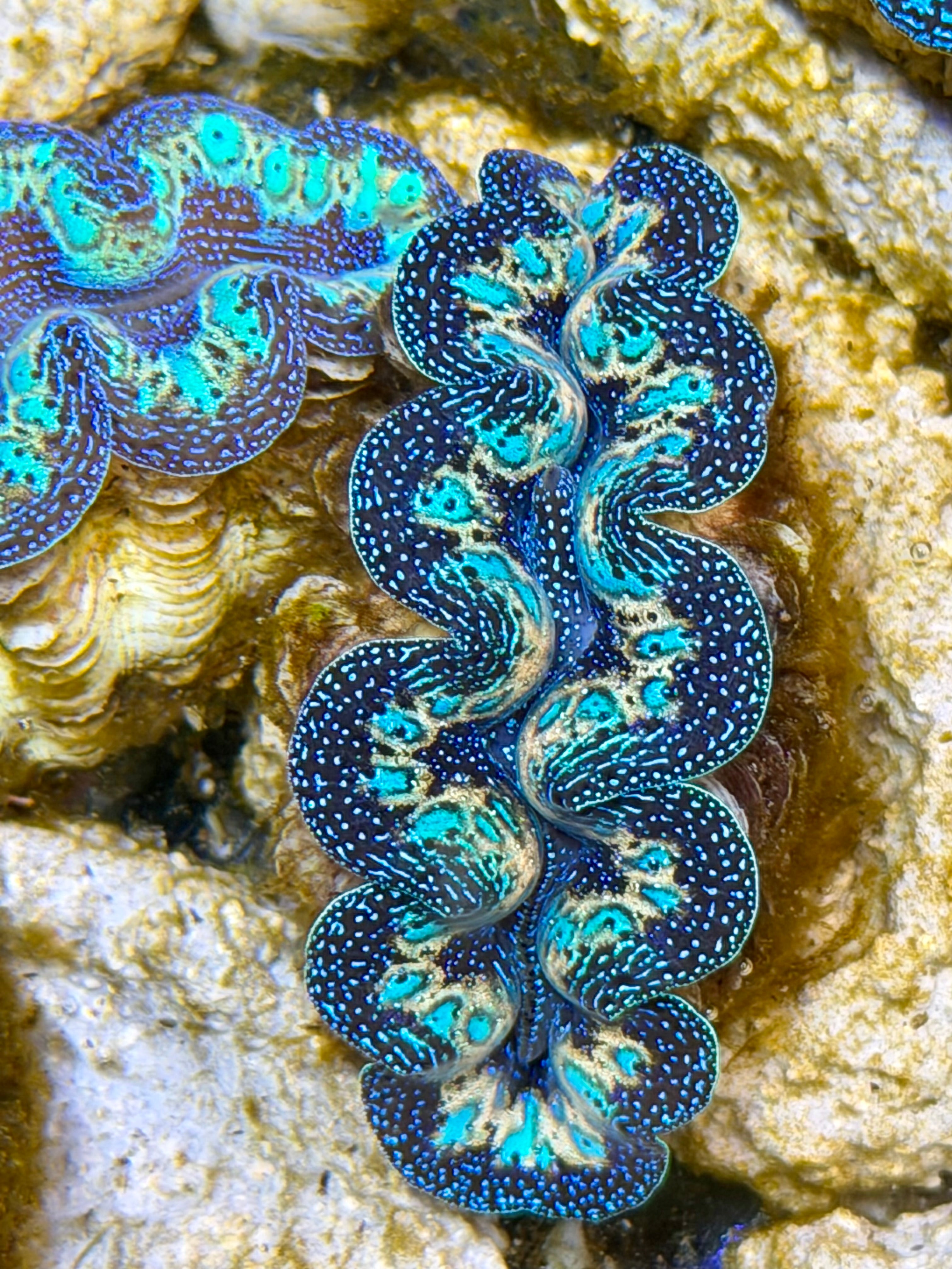 Ultra Rainbow Crocea Clam Captive Bred B – Clam Mania