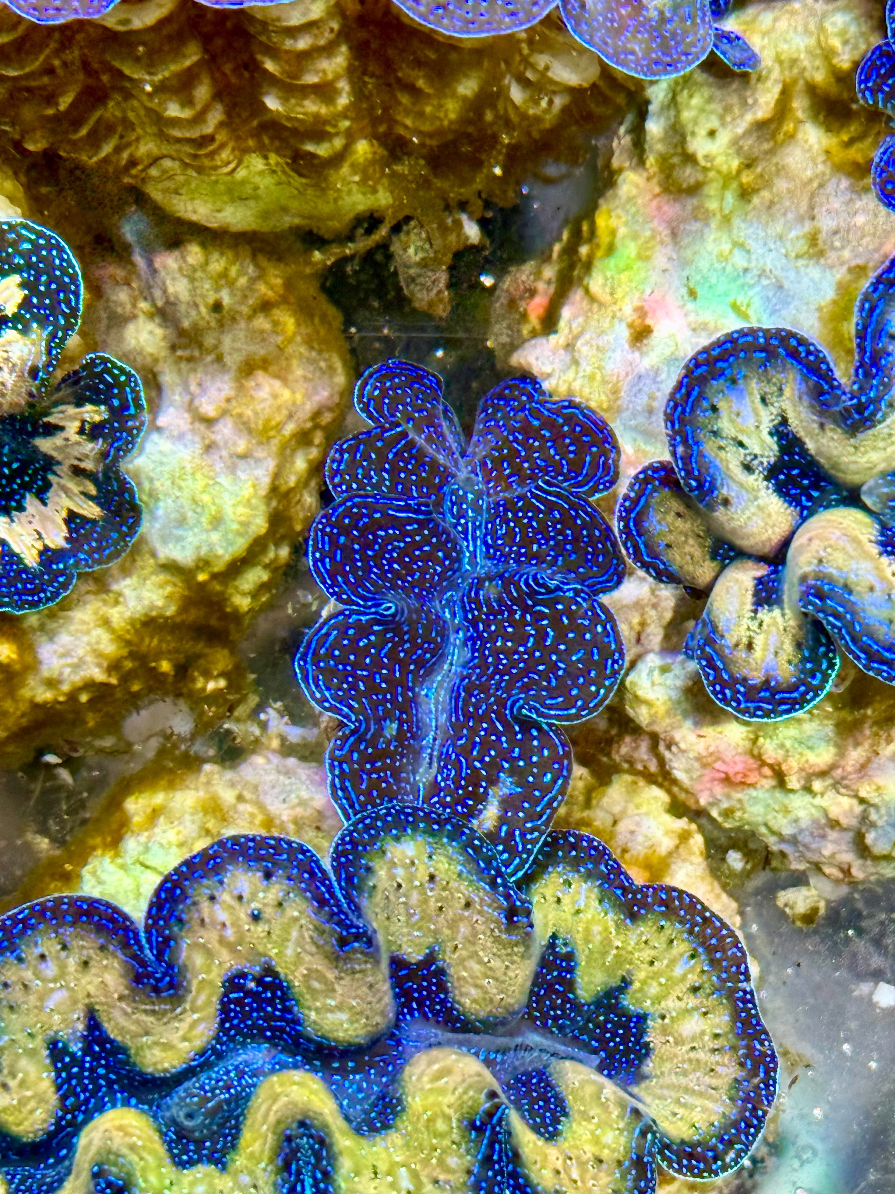 Captive Bred Cultured Tridacna Clam 2” to 2.5 inches I – Clam Mania