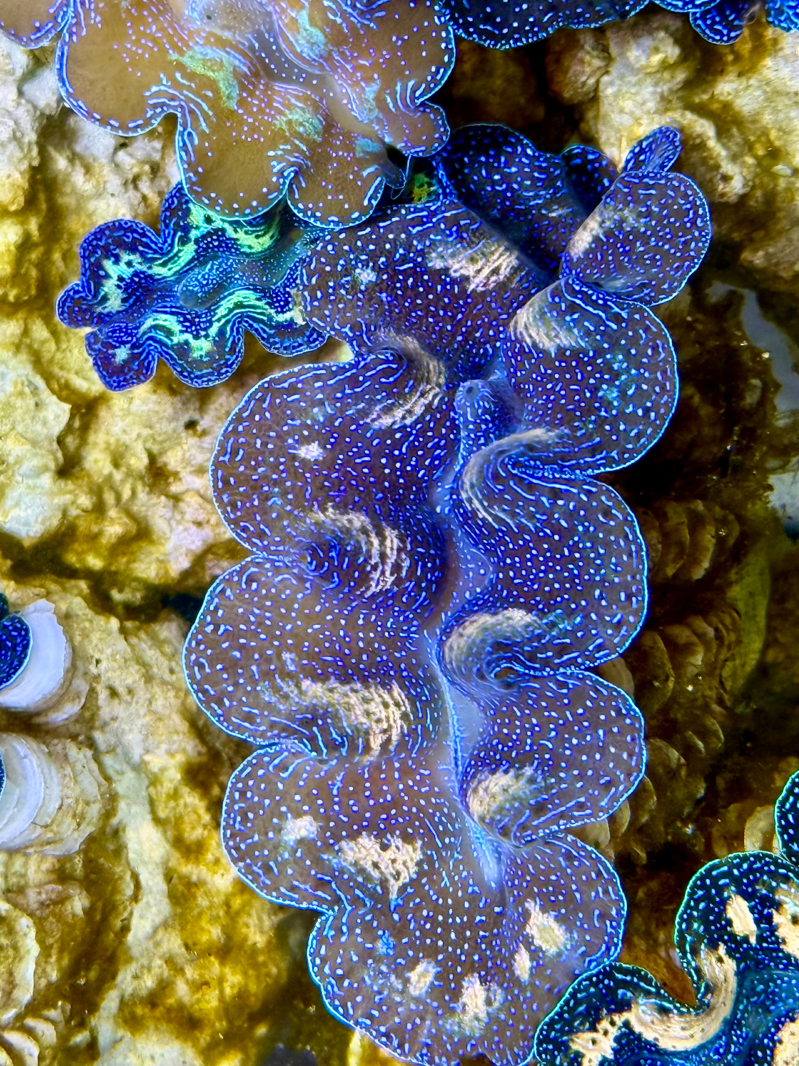 Captive Bred Cultured Tridacna Clam 2” to 2.5 inches I – Clam Mania