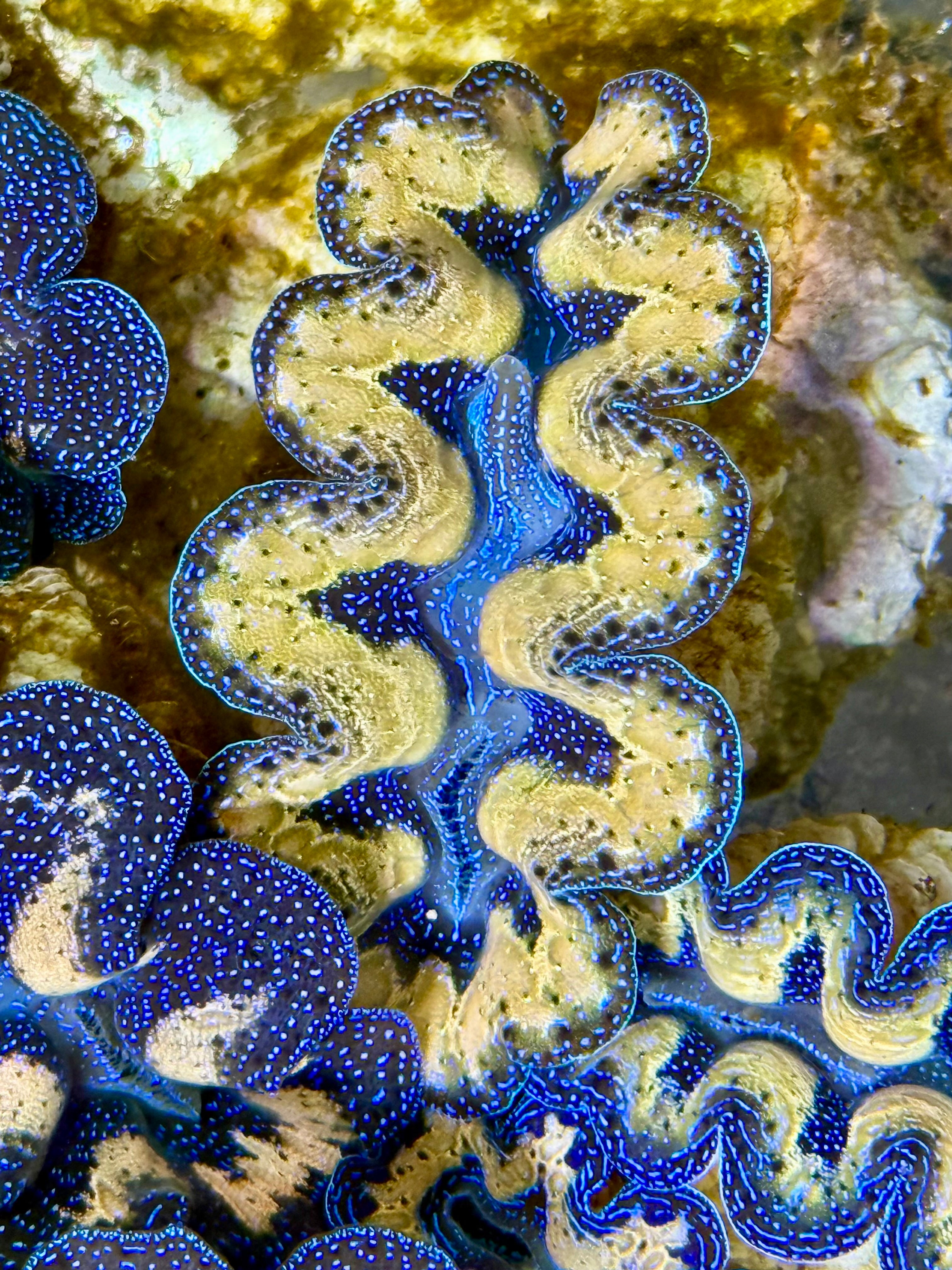 Captive Bred Cultured Tridacna Clam 2” to 2.5 inches I – Clam Mania