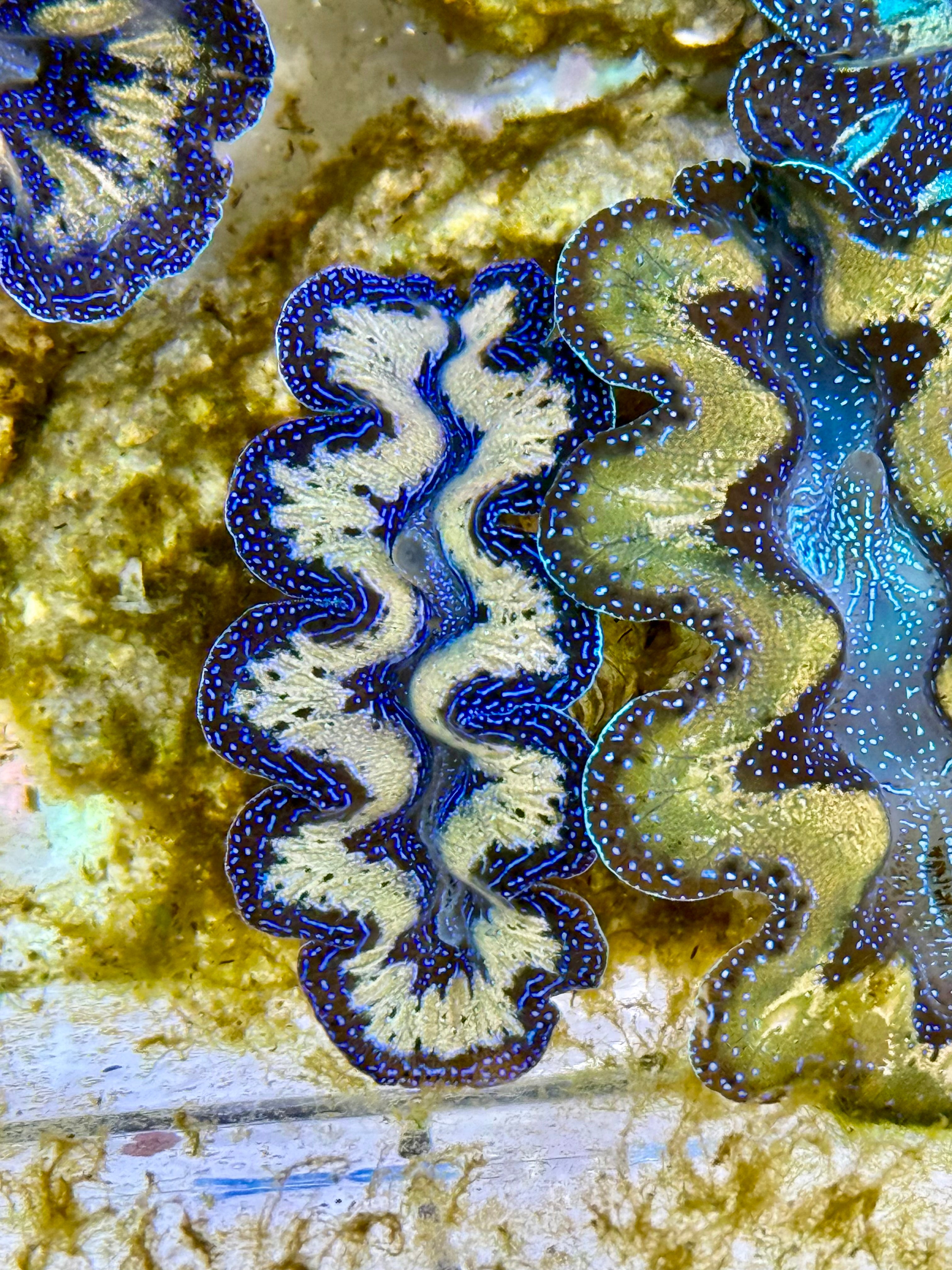 Captive Bred Cultured Tridacna Clam 2” to 2.5 inches J – Clam Mania