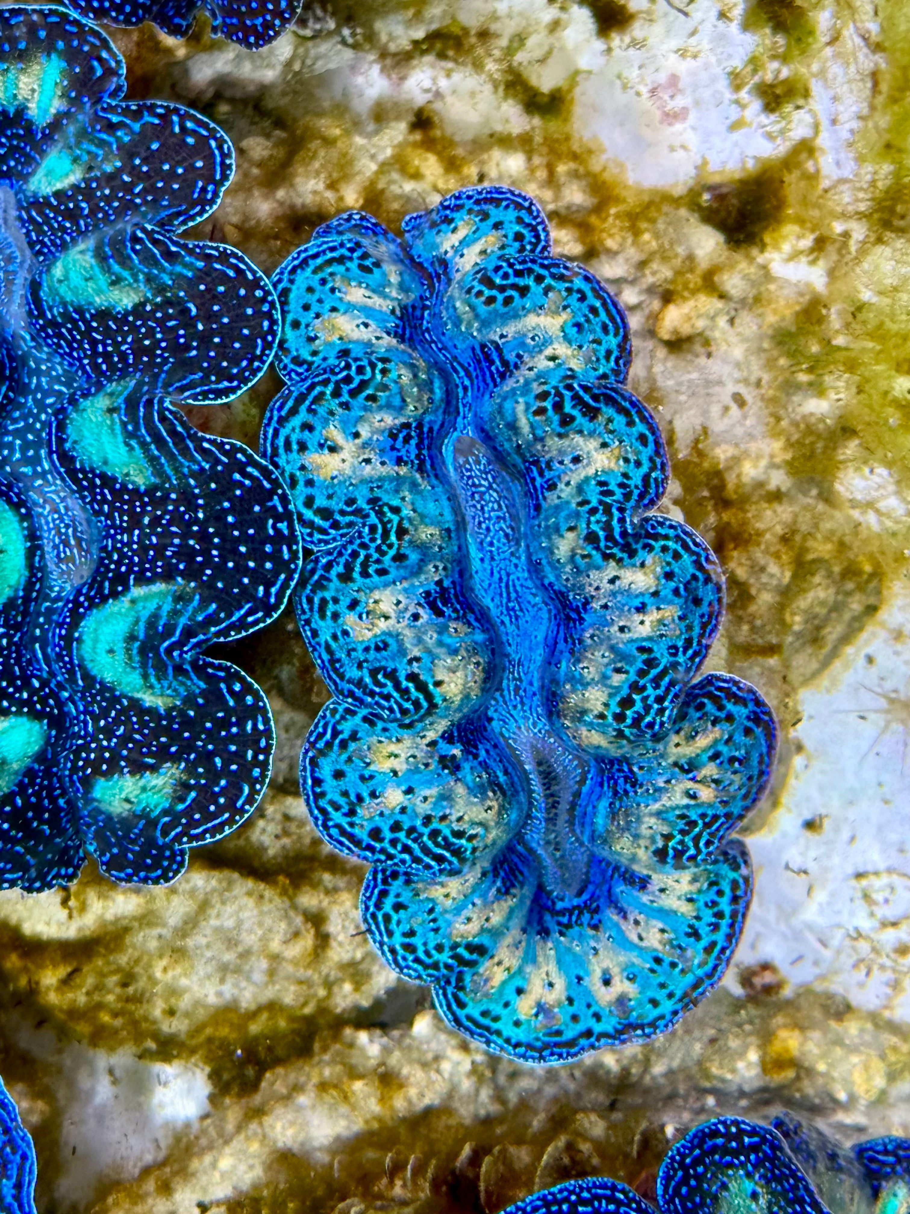 Captive Bred Cultured Rainbow Tridacna Clam 2” to 2.5 inches K – Clam Mania