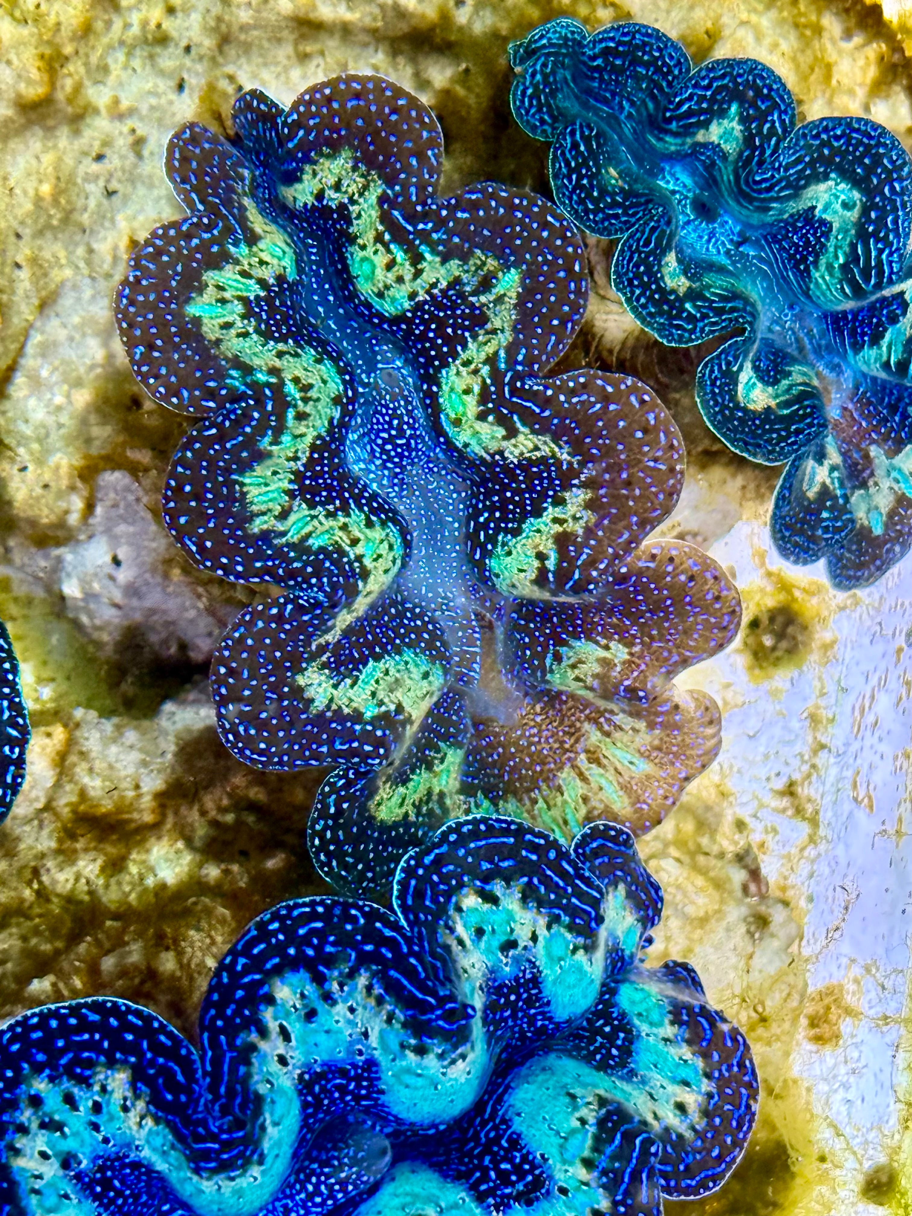 Captive Bred Cultured Rainbow Tridacna Clam 2” to 2.5 inches K – Clam Mania