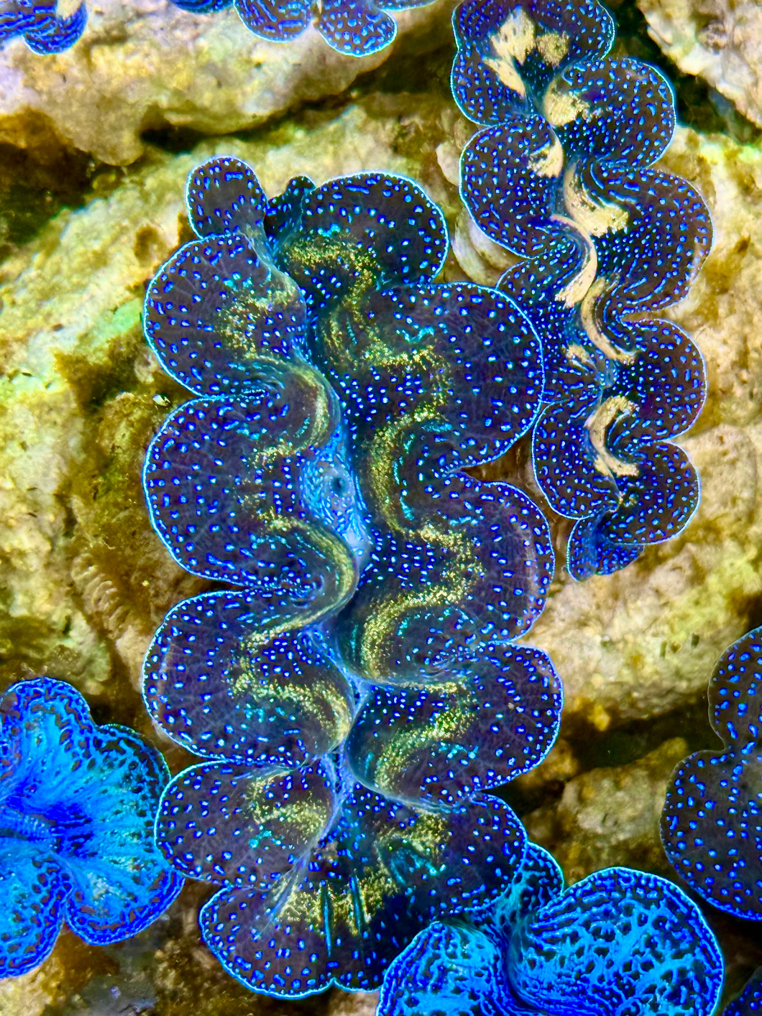 Captive Bred Cultured Rainbow Tridacna Clam 2” to 2.5 inches K – Clam Mania
