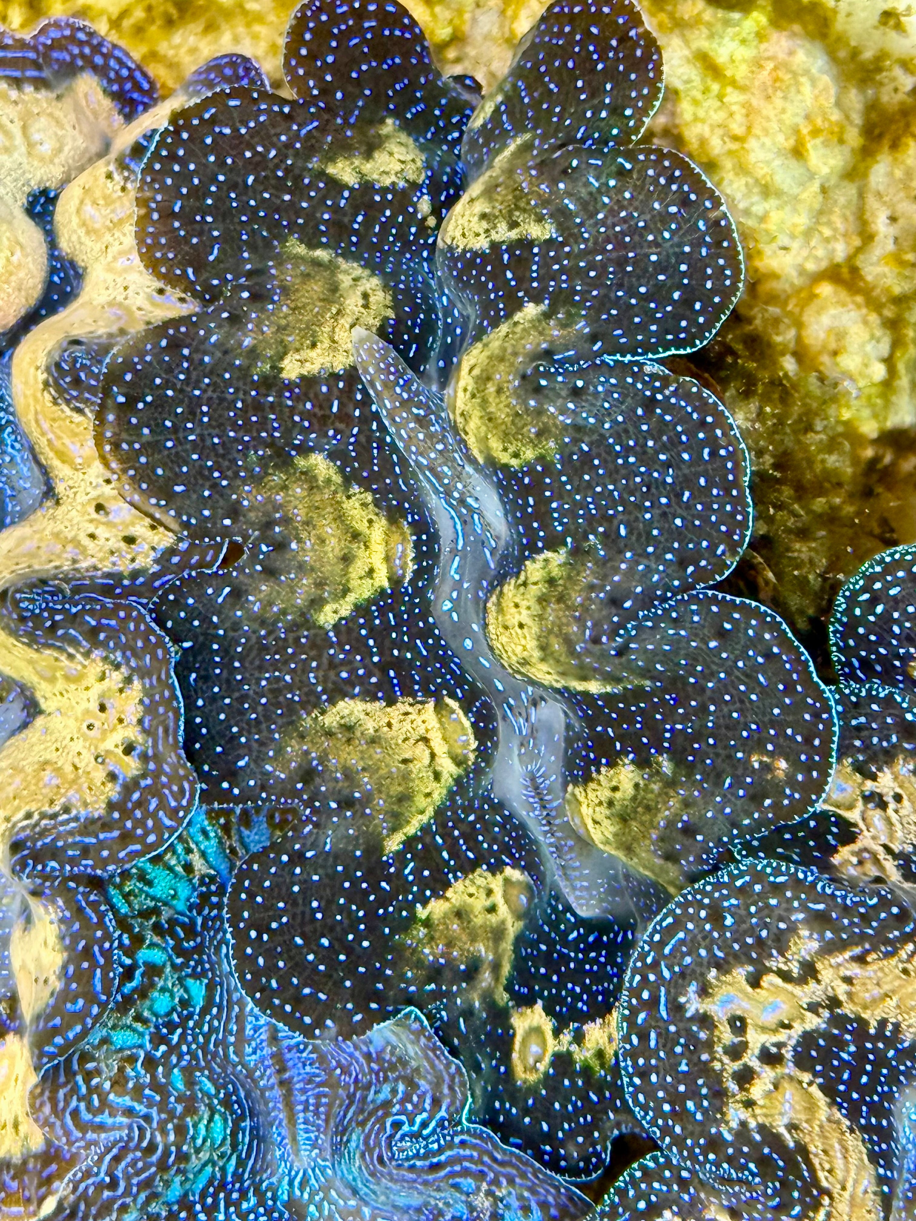 Captive Bred Cultured Tridacna Clam 2” to 2.5 inches K – Clam Mania