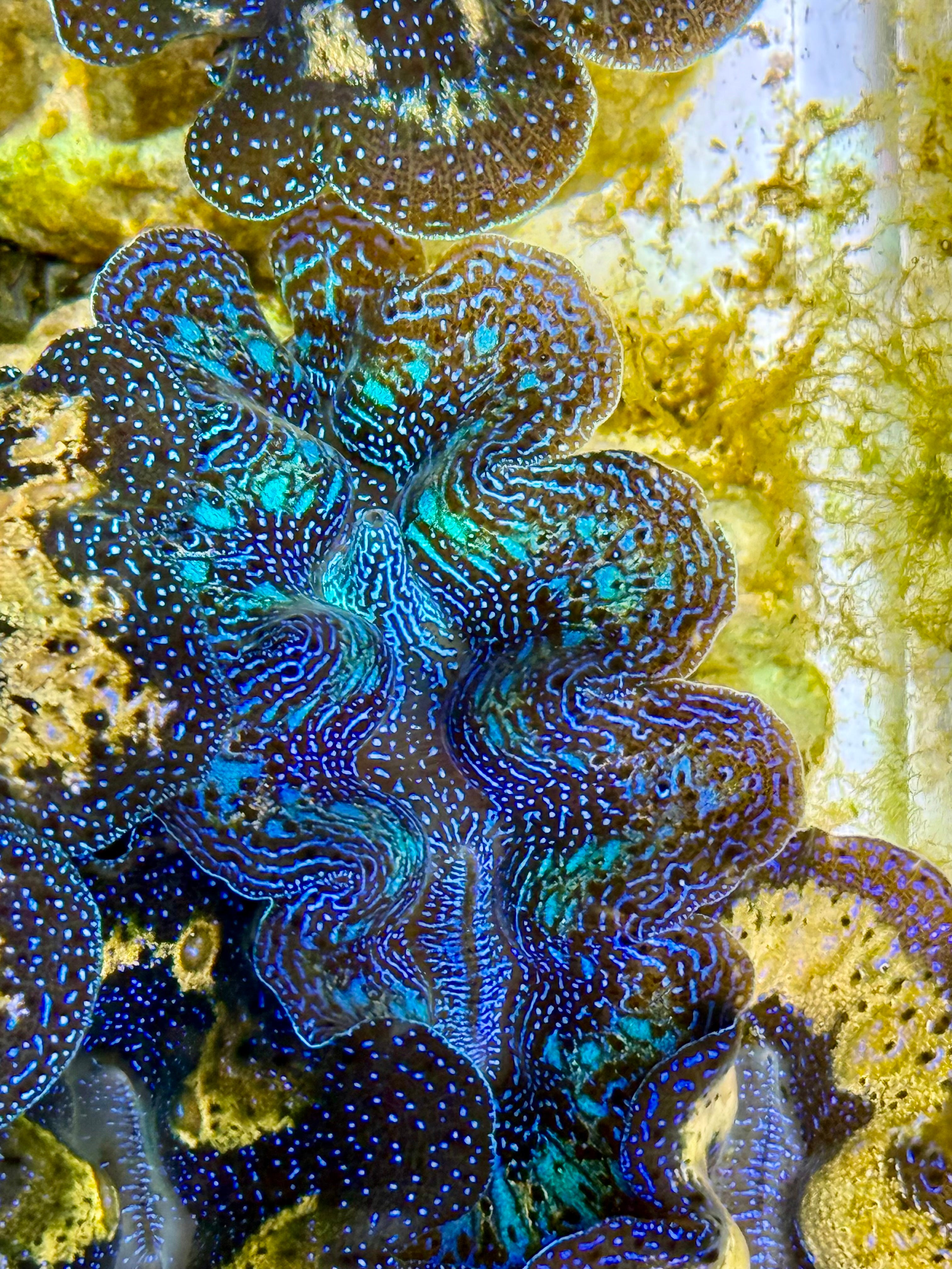 Captive Bred Cultured Rainbow Tridacna Clam 2” to 2.5 inches K – Clam Mania