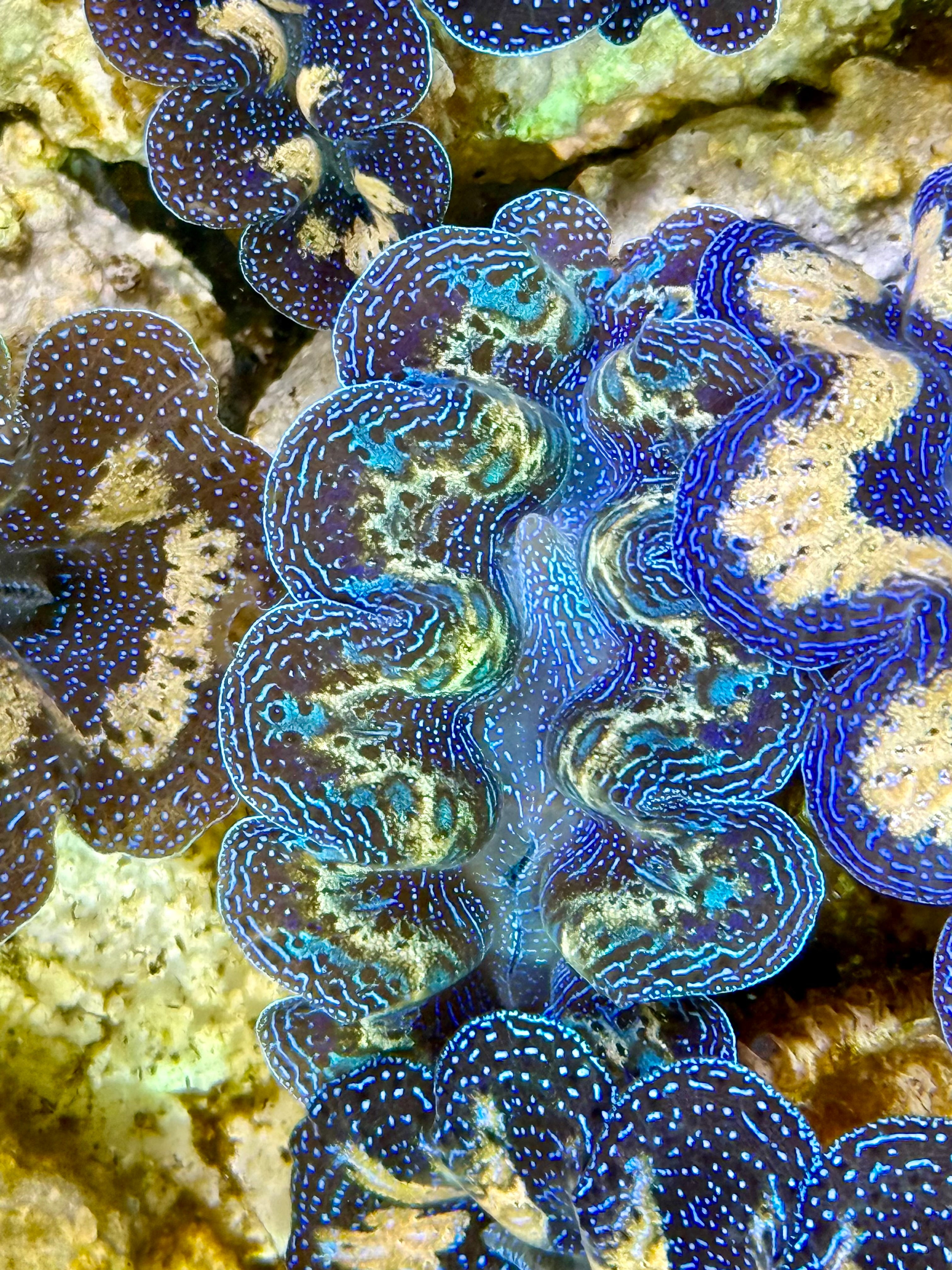 Captive Bred Cultured Rainbow Tridacna Clam 2” to 2.5 inches K – Clam Mania