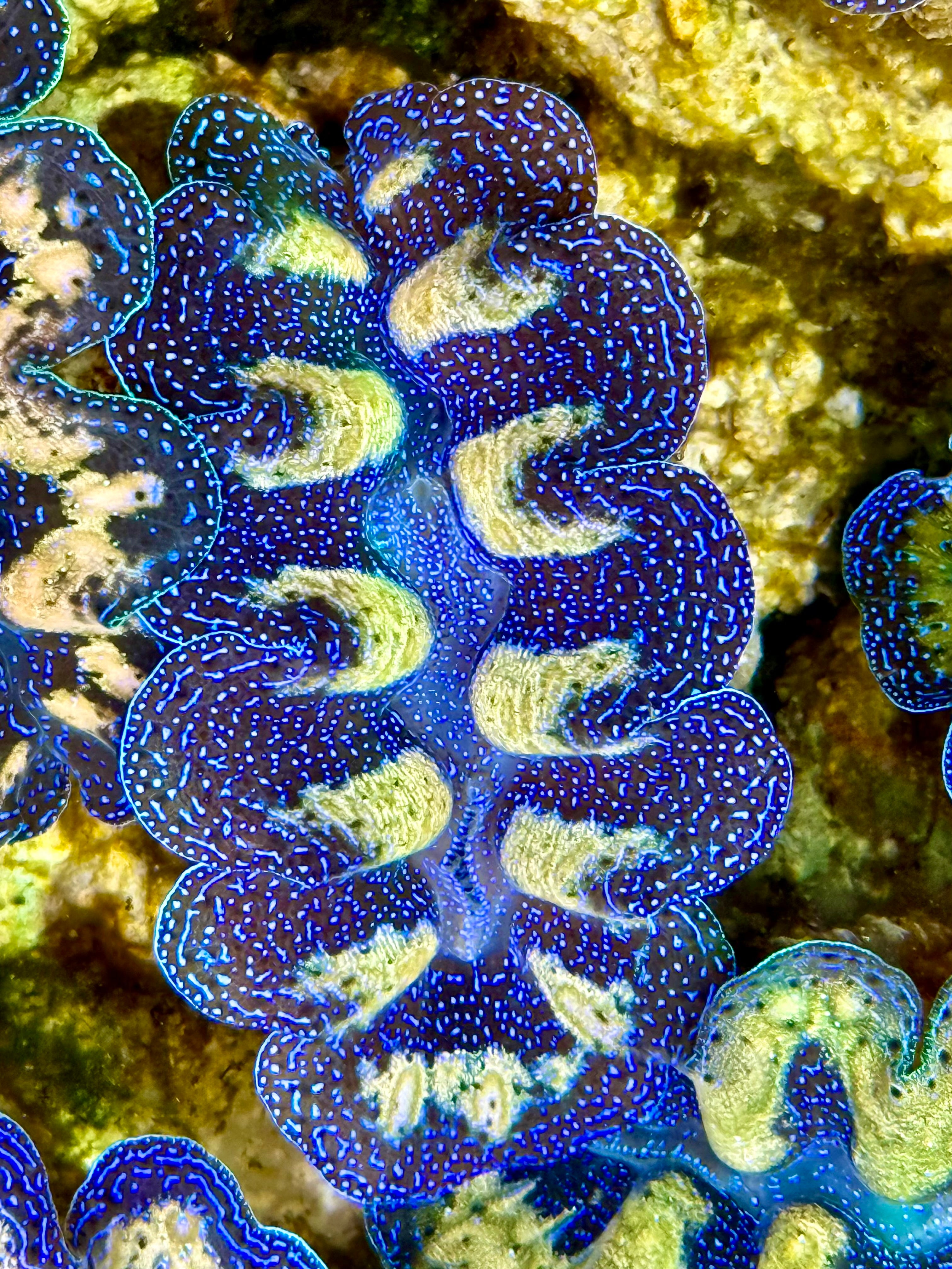 Captive Bred Cultured Tridacna Clam 2” to 2.5 inches K – Clam Mania