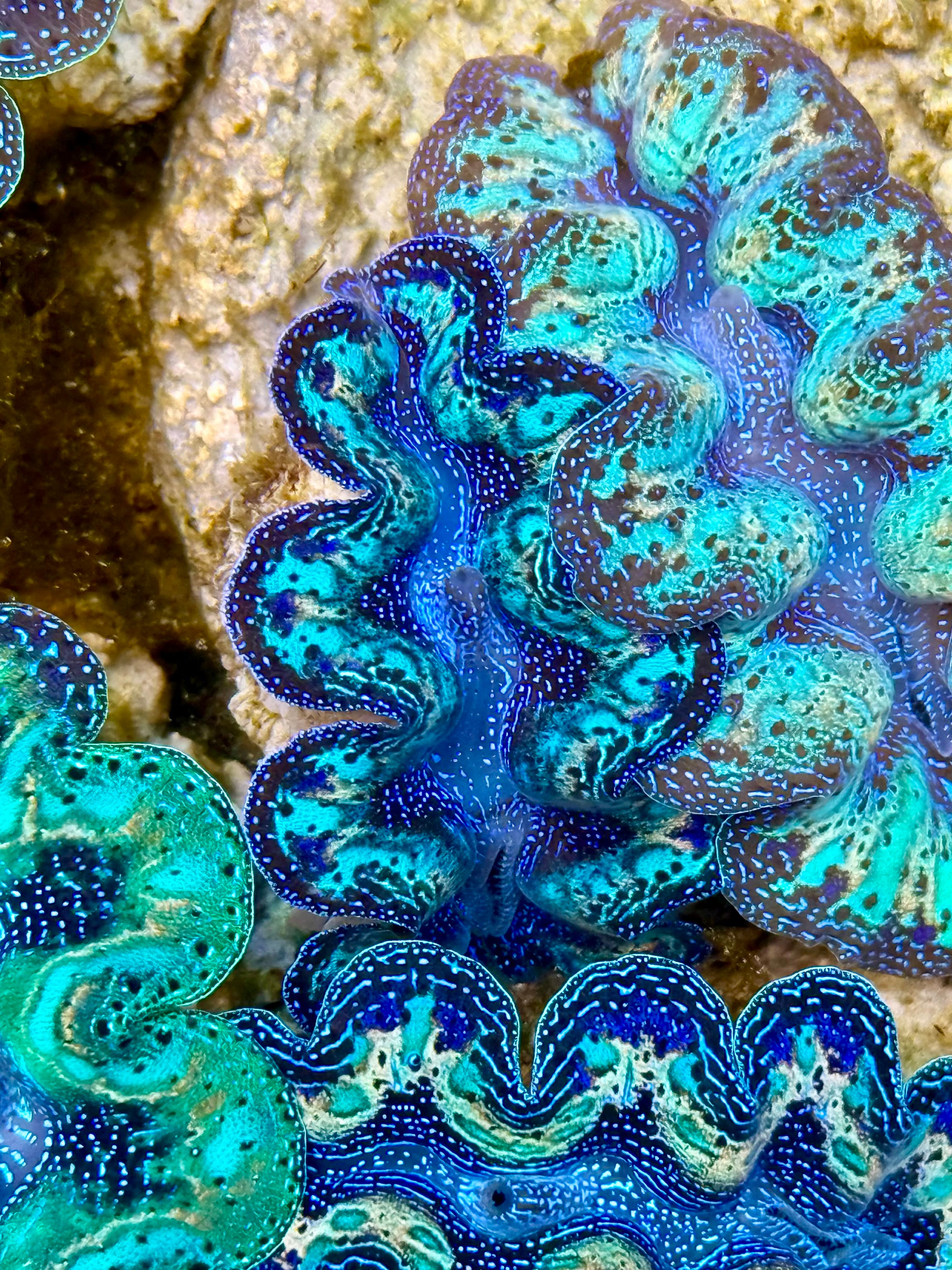 Captive Bred Cultured Rainbow Tridacna Clam 2” to 2.5 inches N – Clam Mania