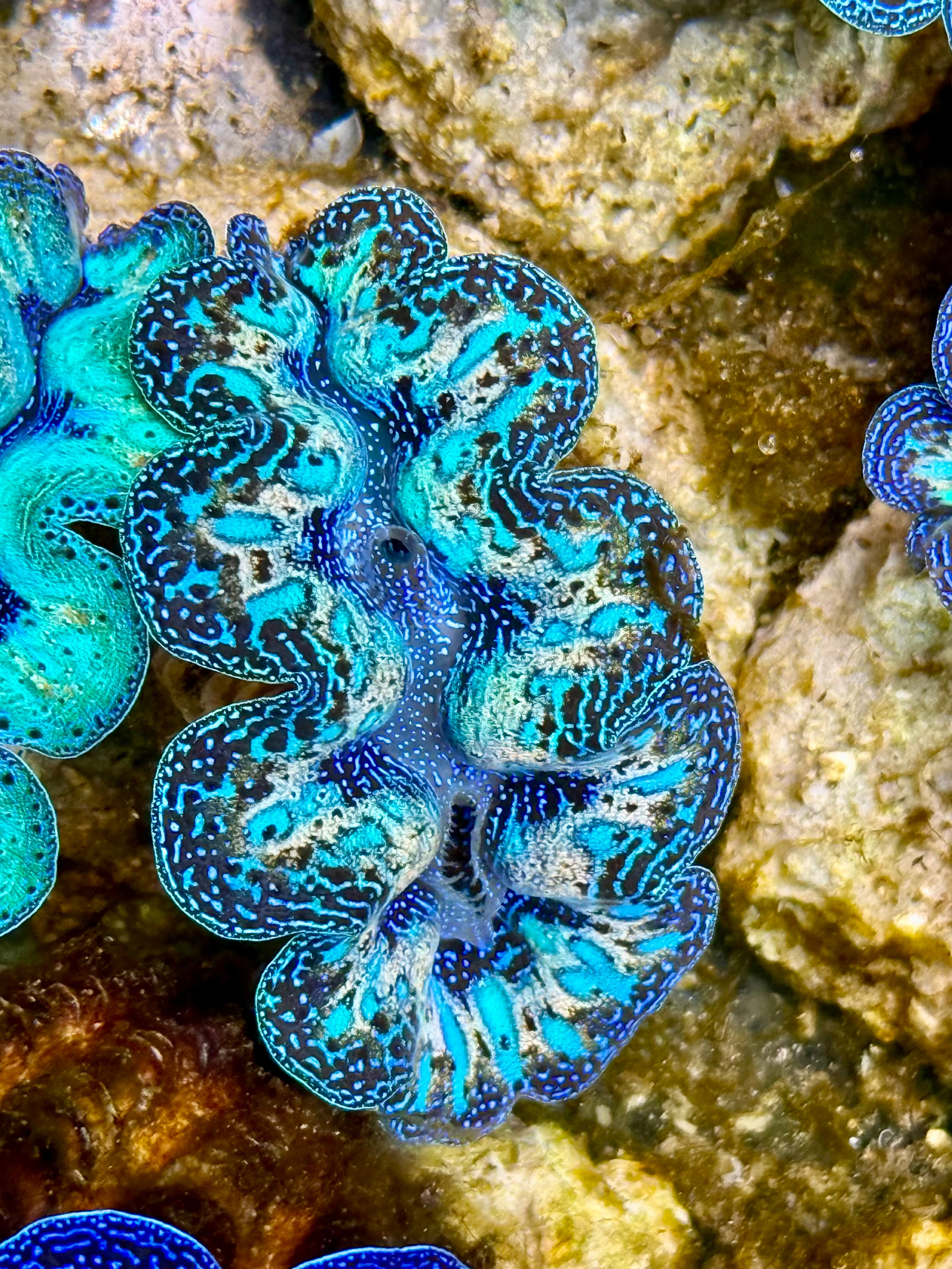 Captive Bred Cultured Rainbow Tridacna Clam 2” to 2.5 inches N – Clam Mania