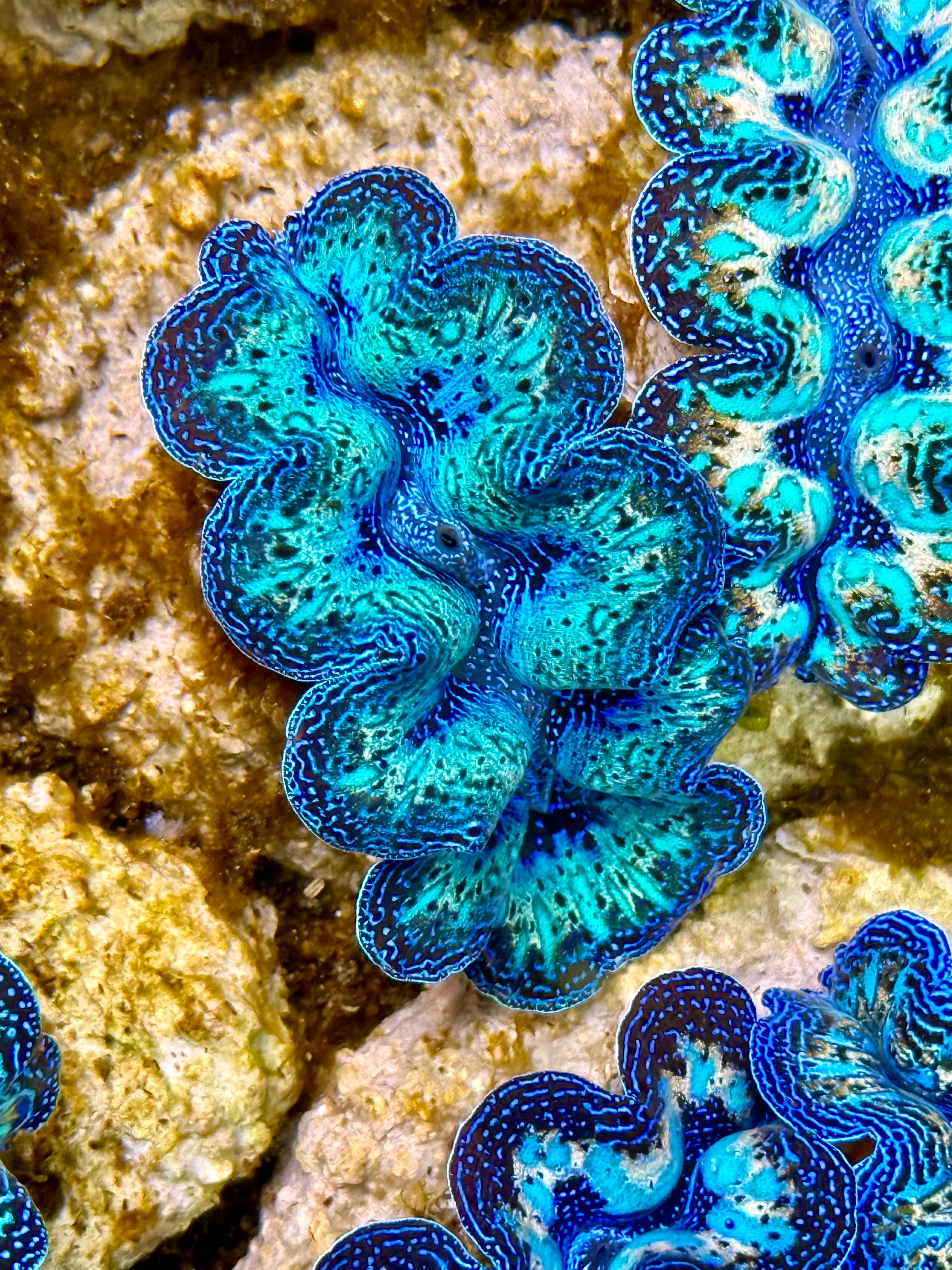 Captive Bred Cultured Rainbow Tridacna Clam 2” to 2.5 inches N – Clam Mania