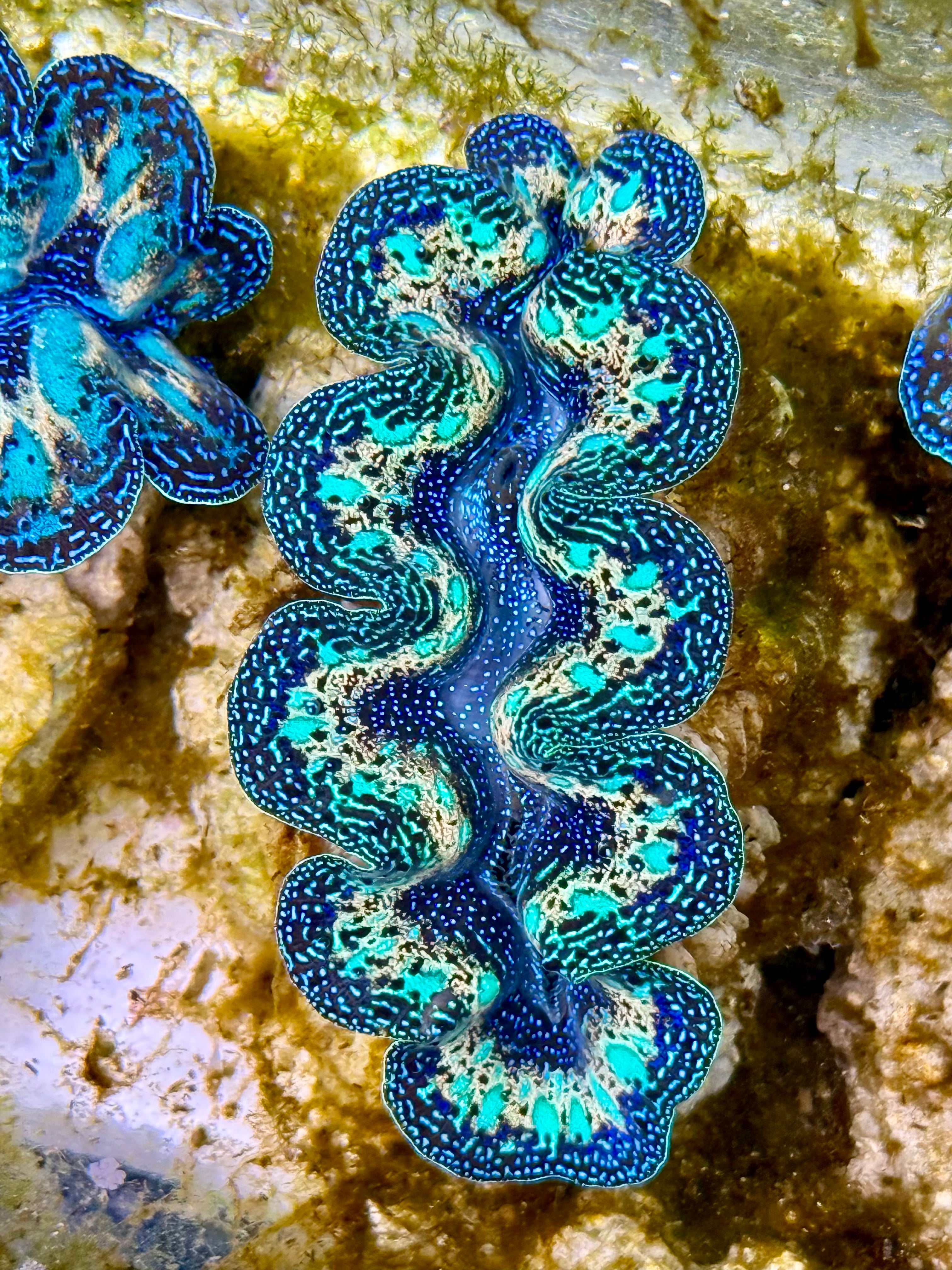 Captive Bred Cultured Rainbow Tridacna Clam 2” to 2.5 inches N – Clam Mania