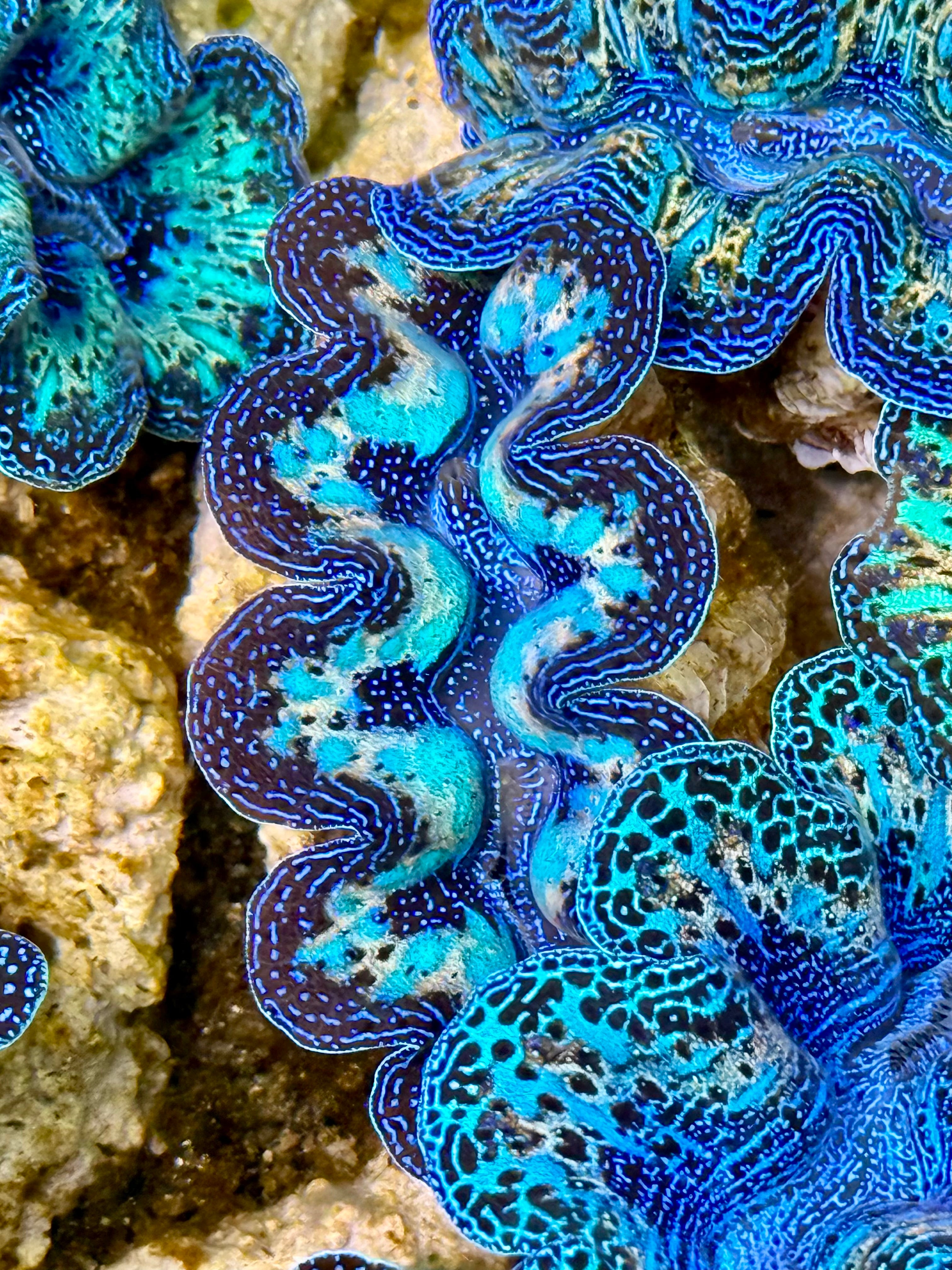 Captive Bred Cultured Rainbow Tridacna Clam 2” to 2.5 inches O – Clam Mania