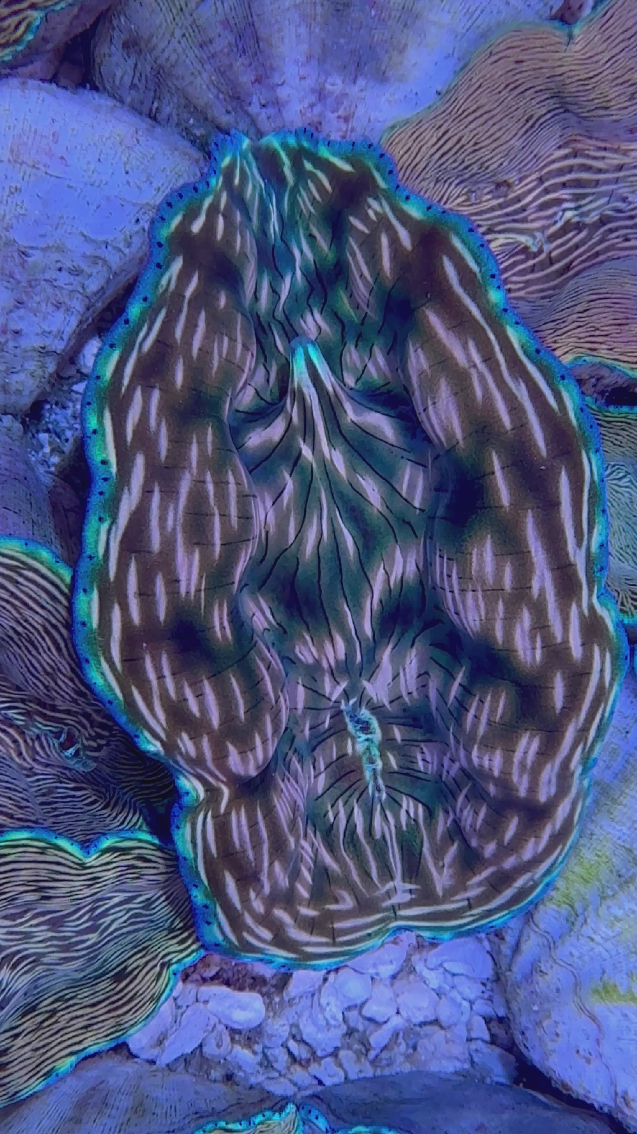 Derasa – Clam Mania