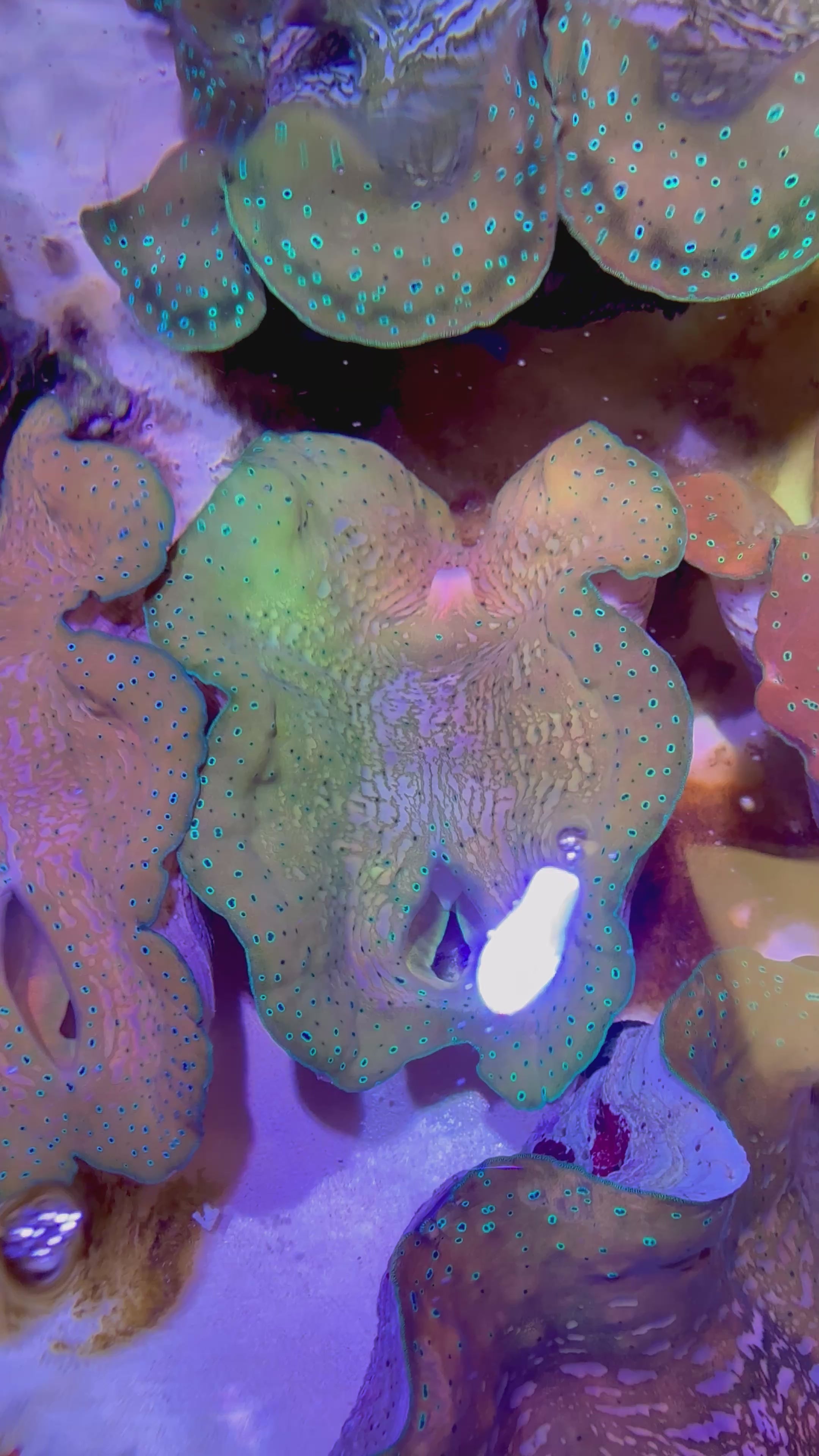 Gigas clam 6” – Clam Mania