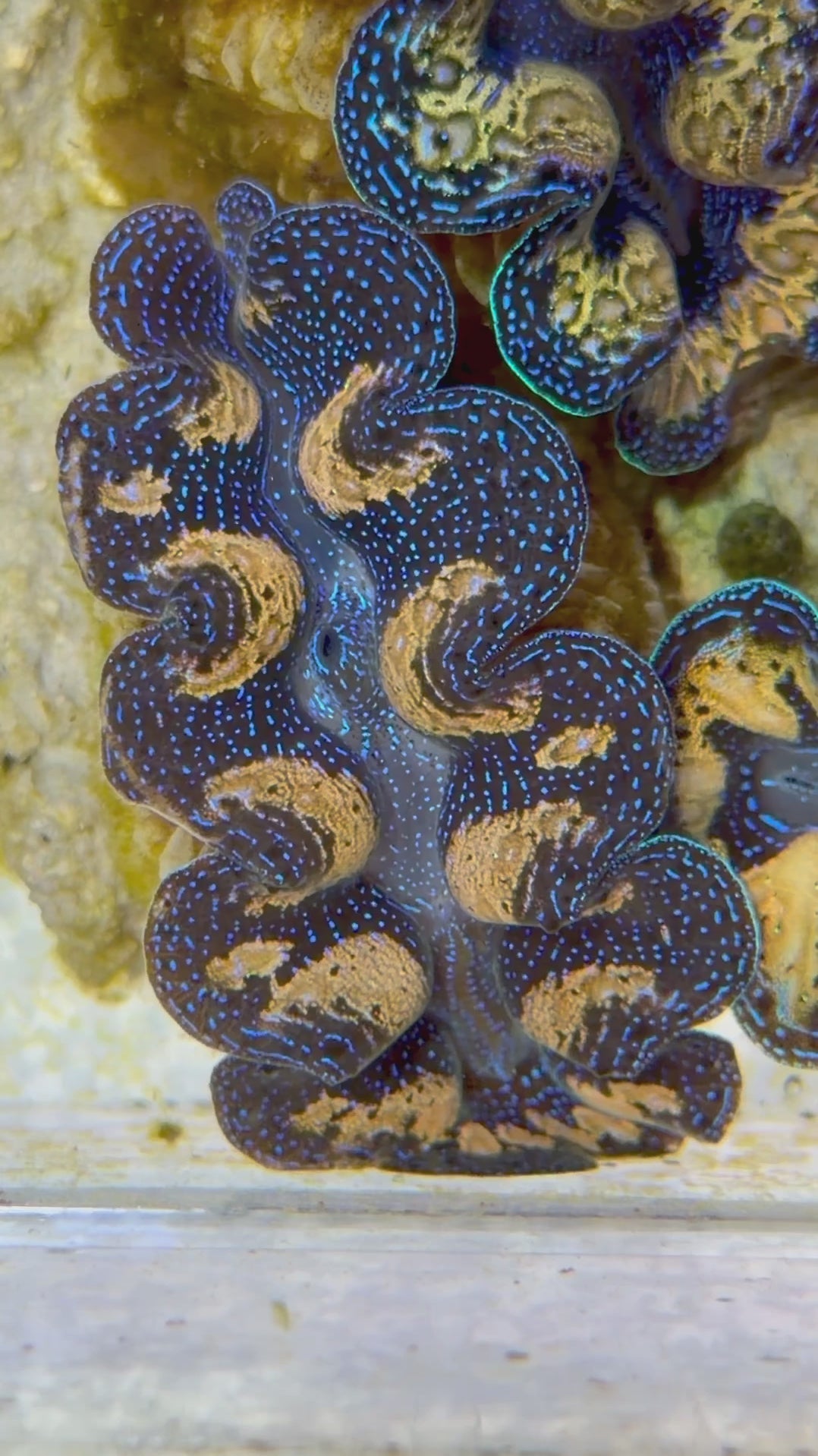 Captive Bred Crocea Clam 2” to 2.5" inches A – Clam Mania