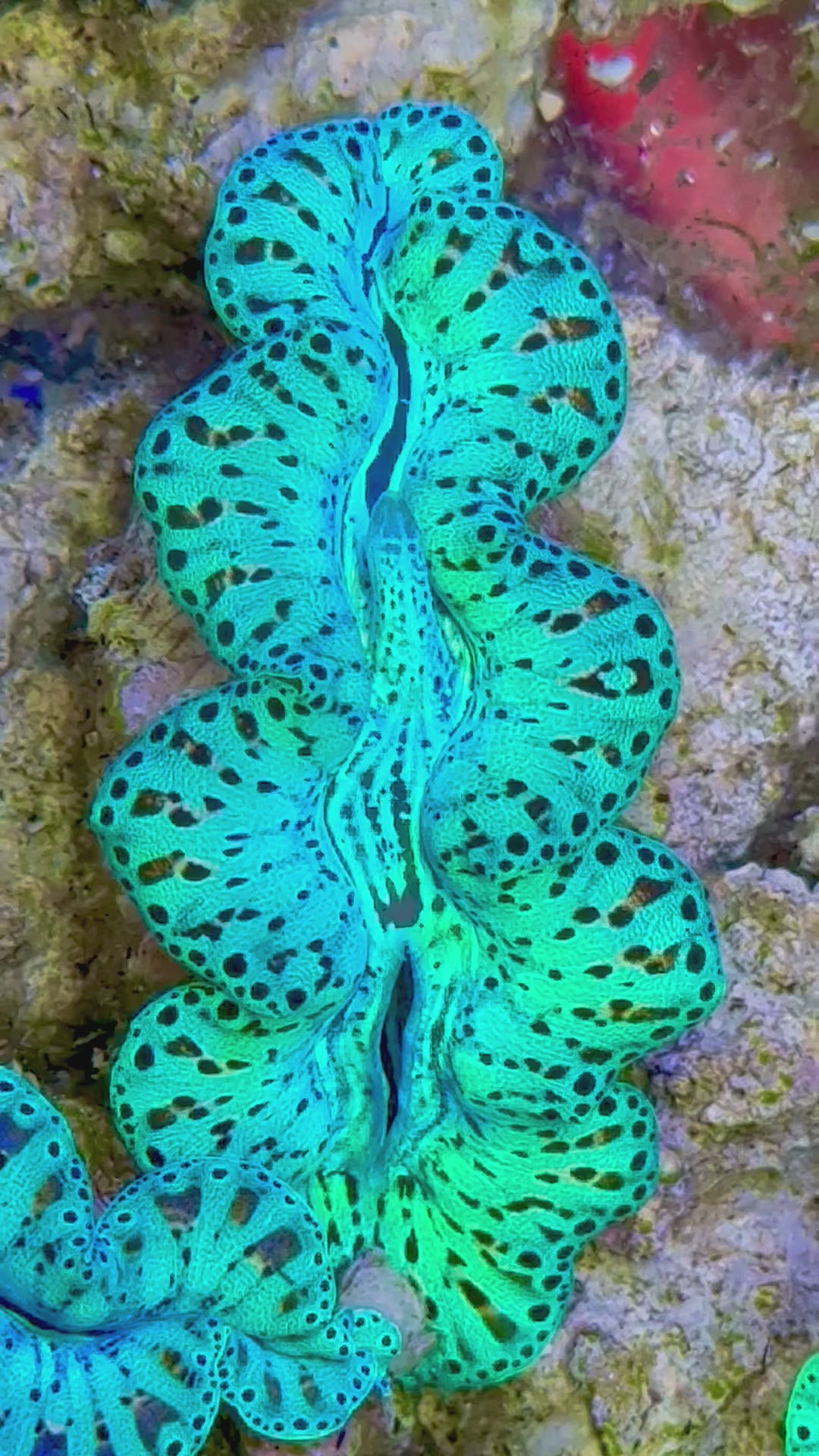 Ultra Captive Bred Noae Clam 2” to 2.5" inches – Clam Mania