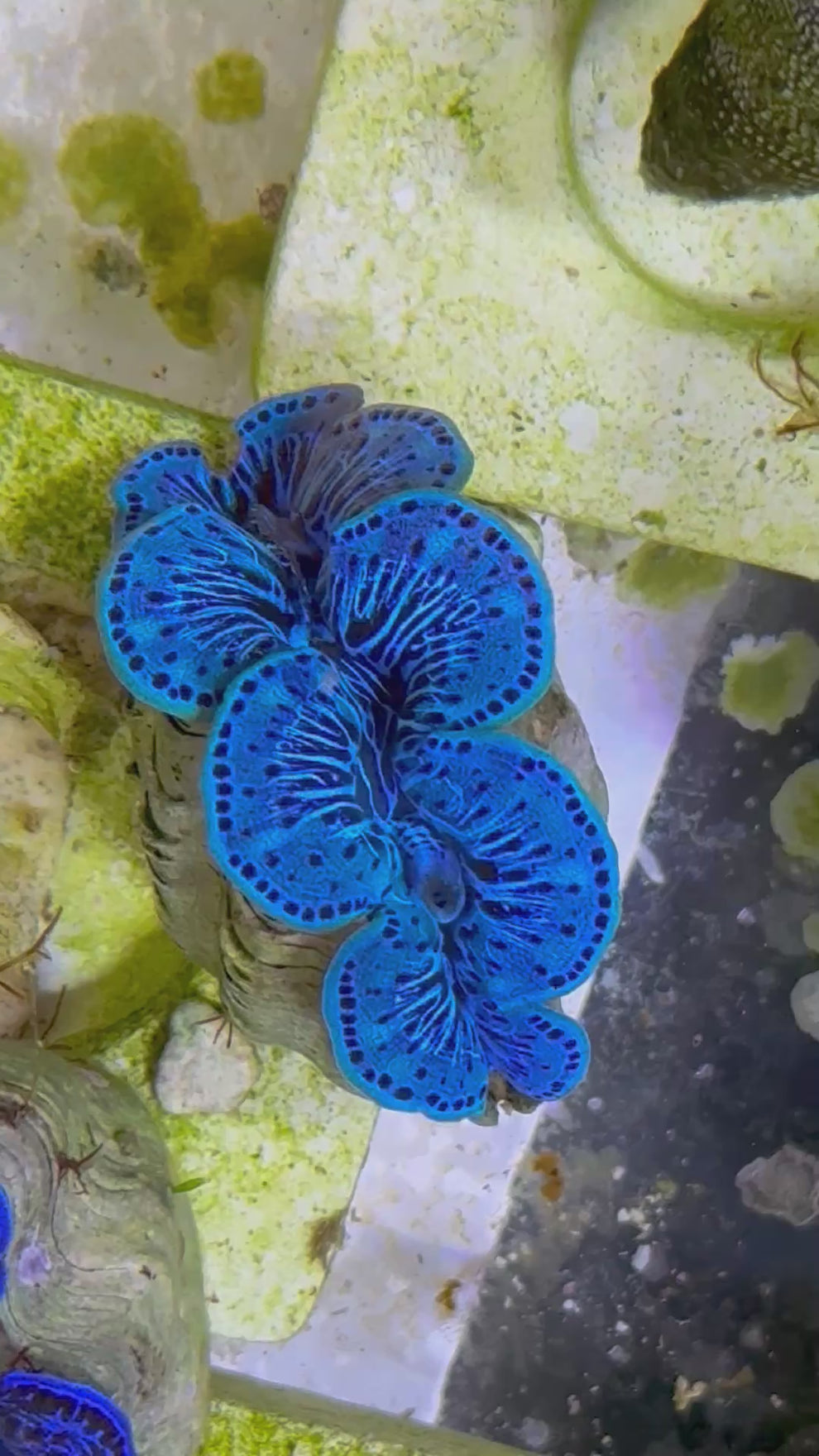 Beautiful Captive Bred Maxima Clam – Clam Mania
