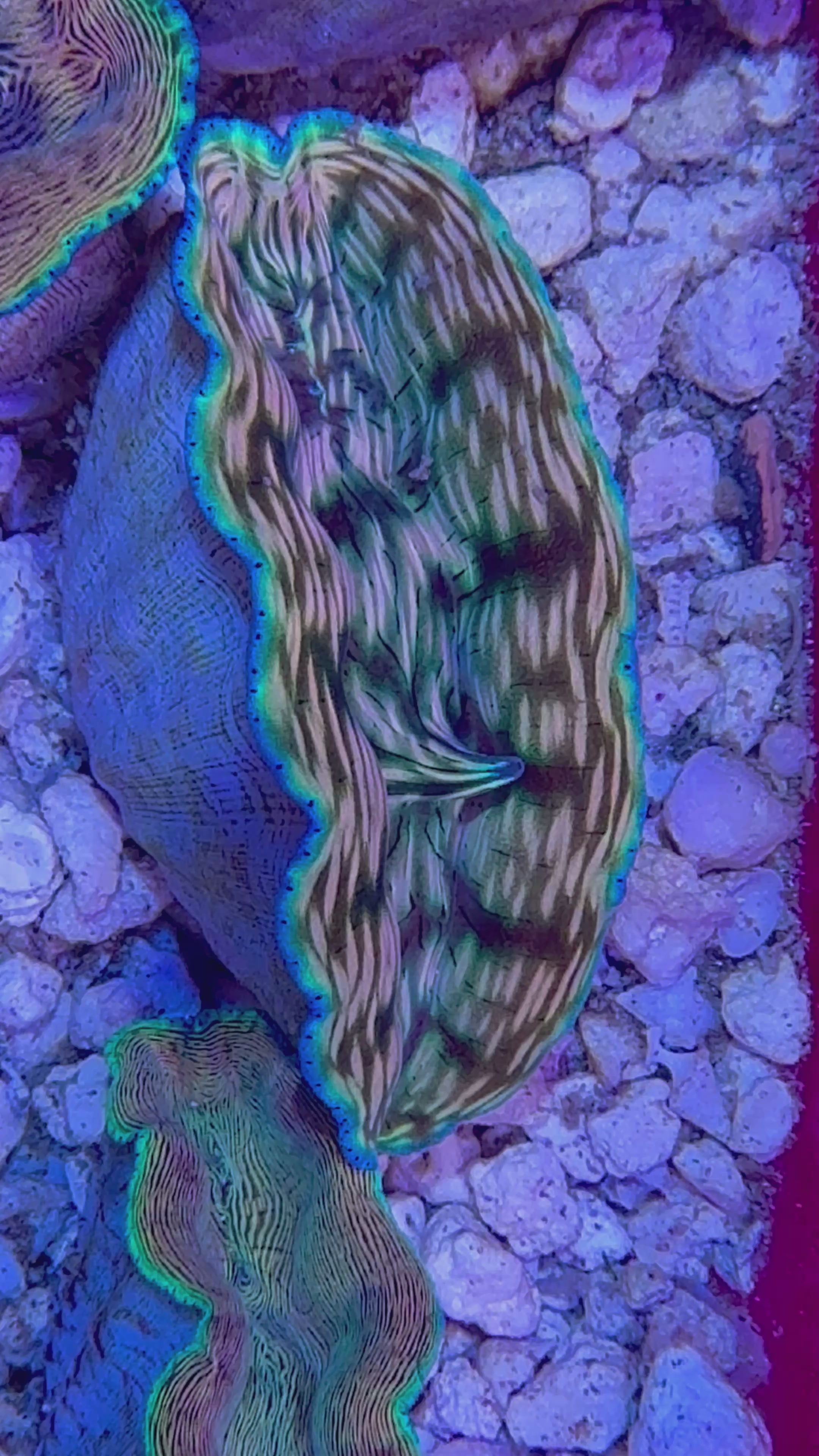 Derasa – Clam Mania