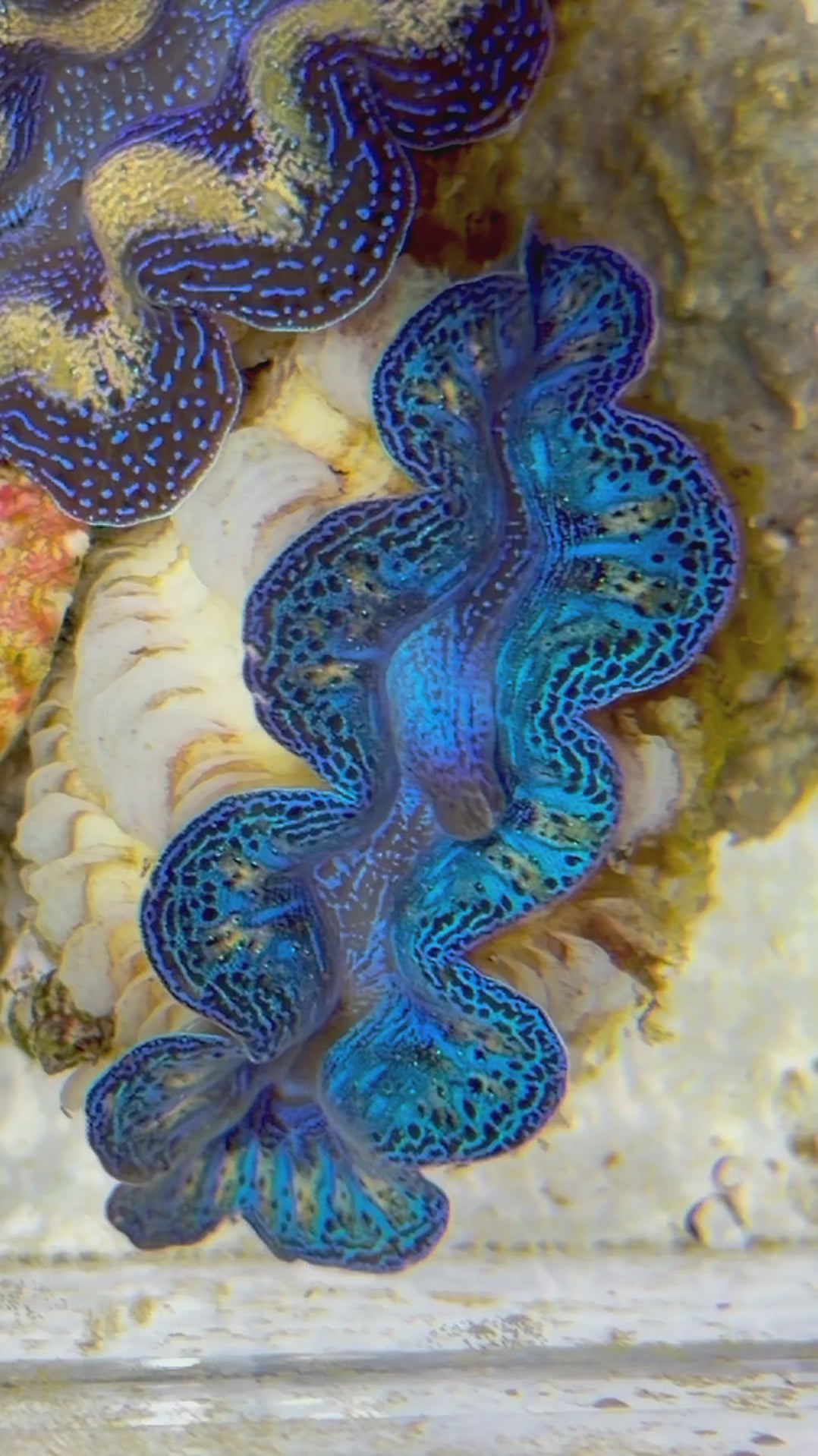 Ultra Rainbow Captive Bred Crocea Clam 2” to 2.5" inches A – Clam Mania